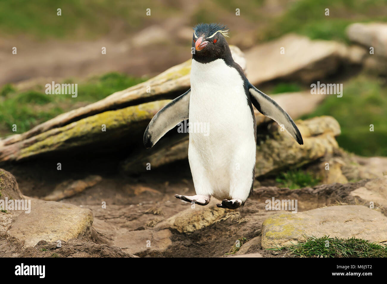 Close up of Southern rockhopper penguin hopping from the rocks ...
