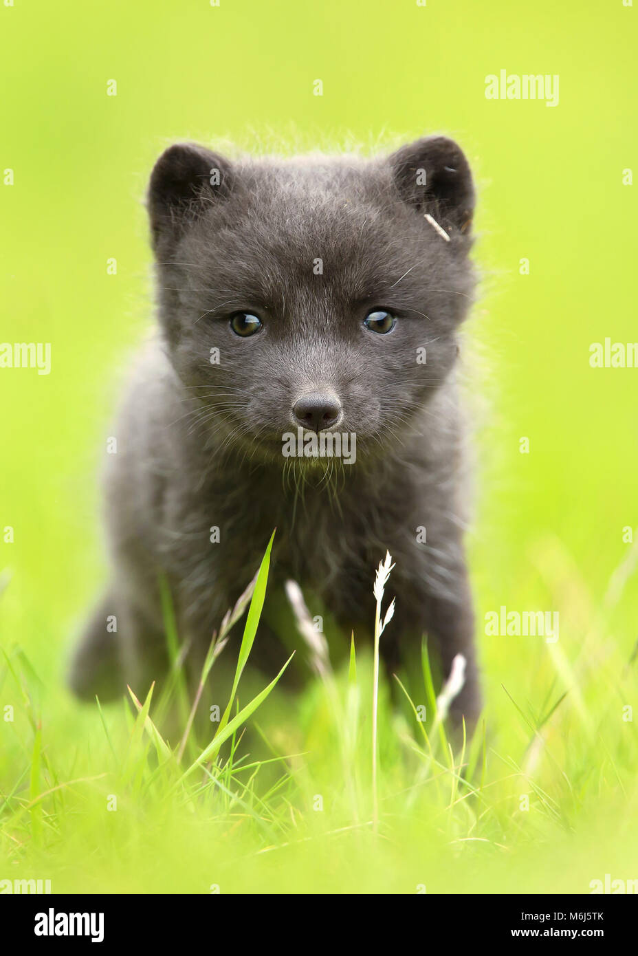 Close up of an Arctic fox cub in the grass field, Iceland Stock Photo ...