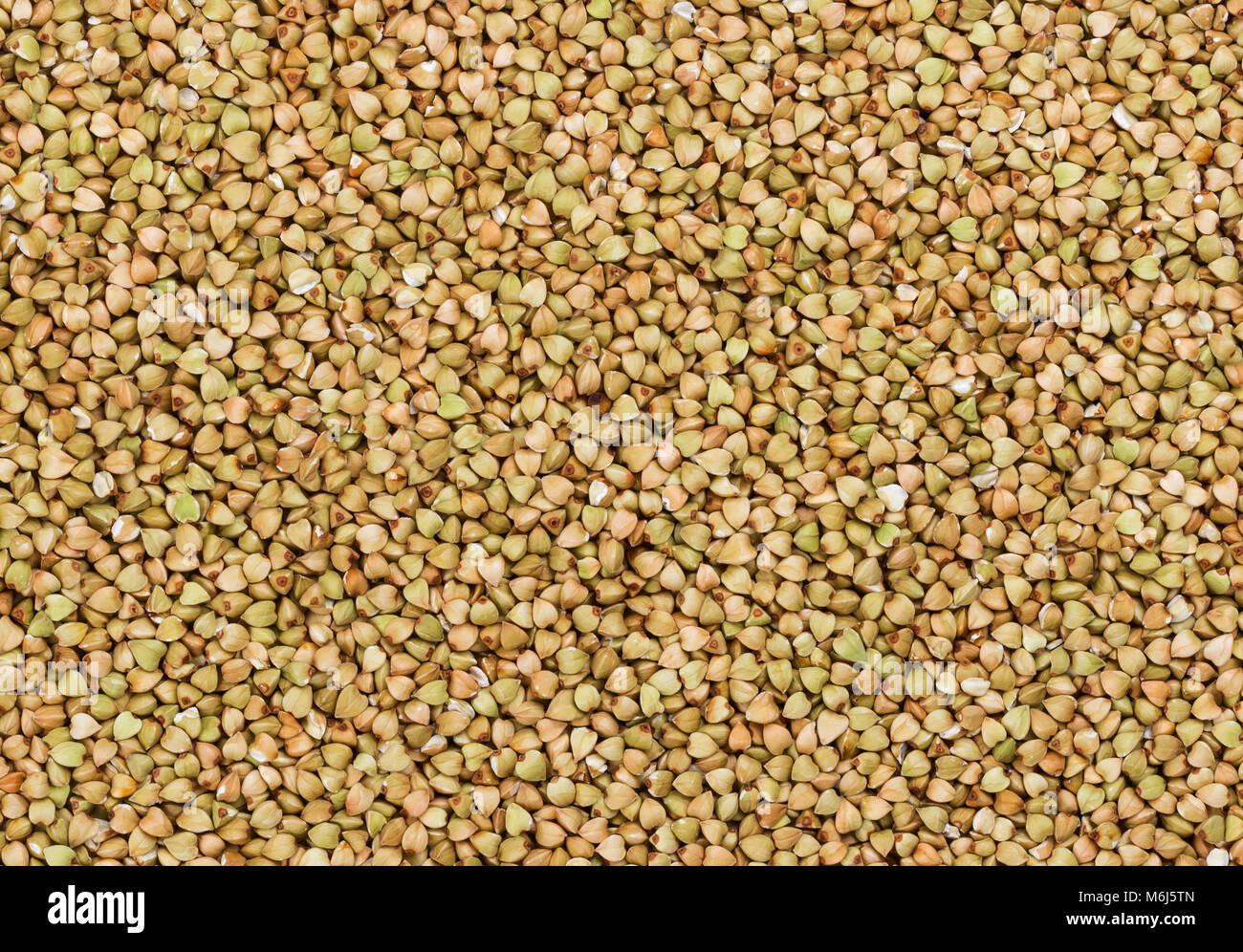 Green buckwheat texture Stock Photo - Alamy