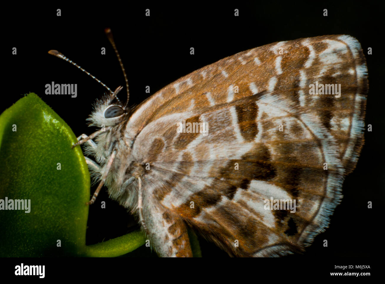 Little butterfly of geraniums (Cacyreus marshalli), in macro Stock ...
