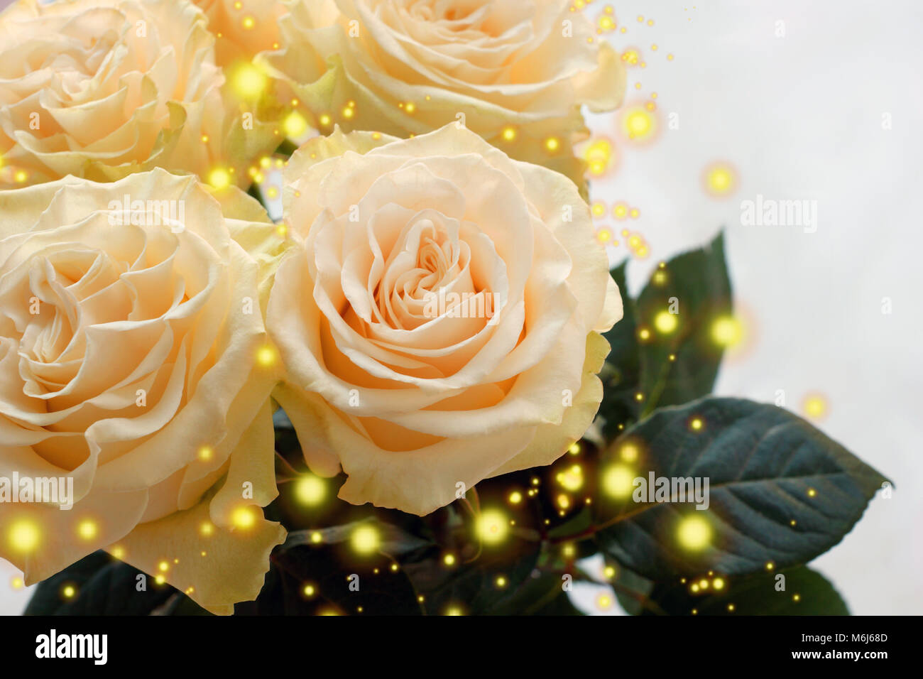 Four beautiful creamy roses in a bouquet close-up. Magic sequins around ...