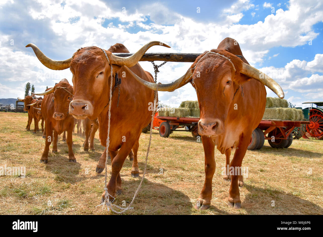 Afrikaner Stock Photos & Afrikaner Stock Images - Alamy