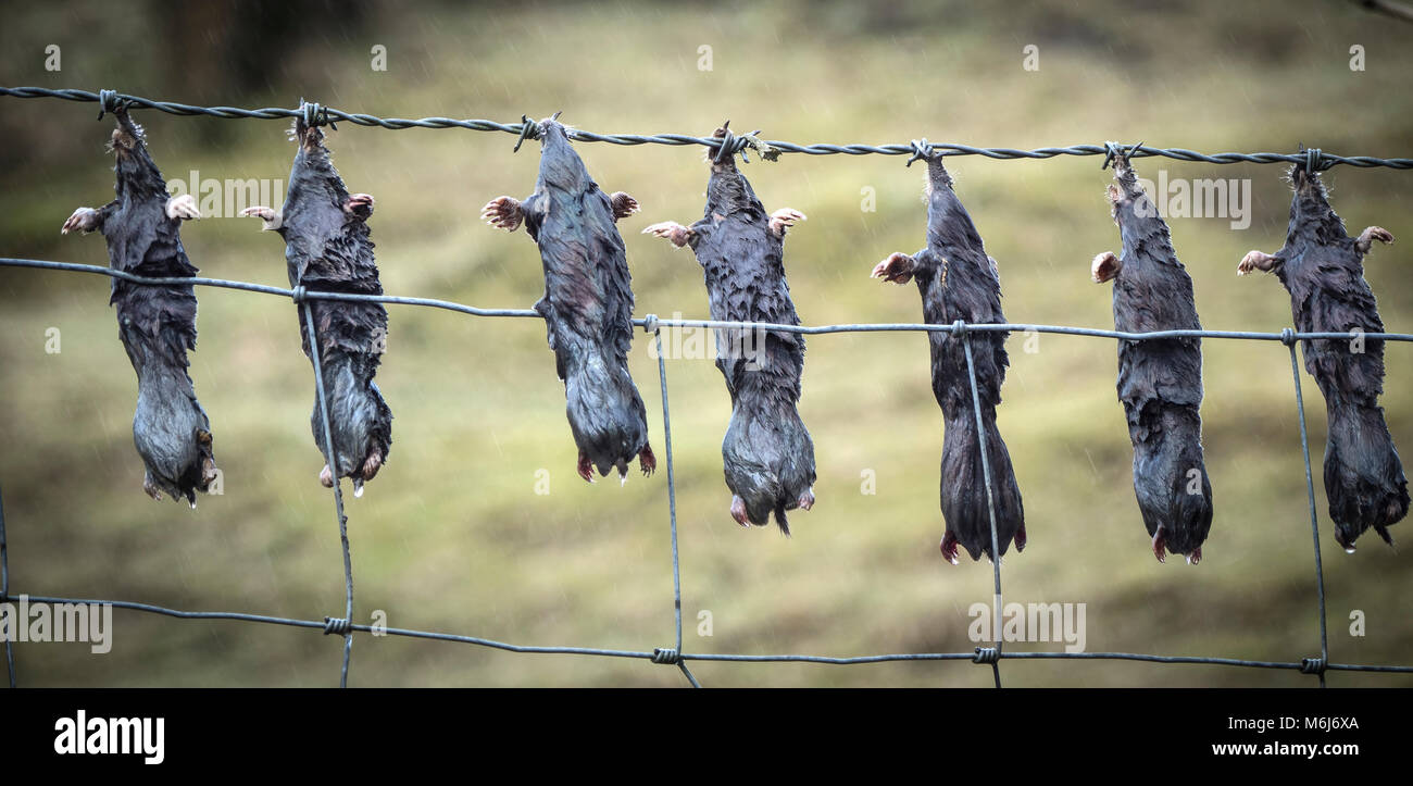 Dead Moles hanging on Wire Fence Stock Photo - Alamy