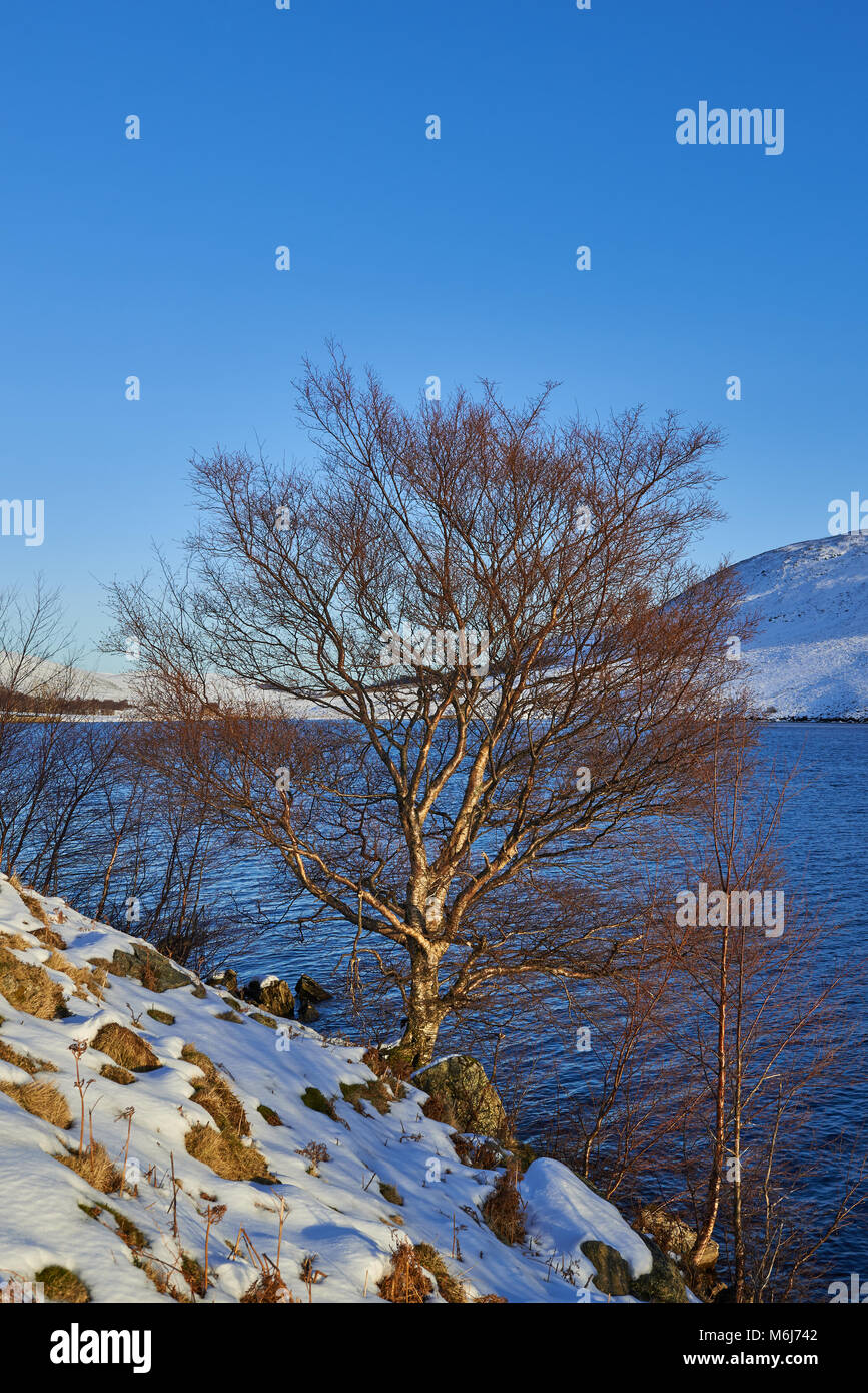 A solitary Birch Tree at the waters edge of Loch Lee in Glen esk, in ...