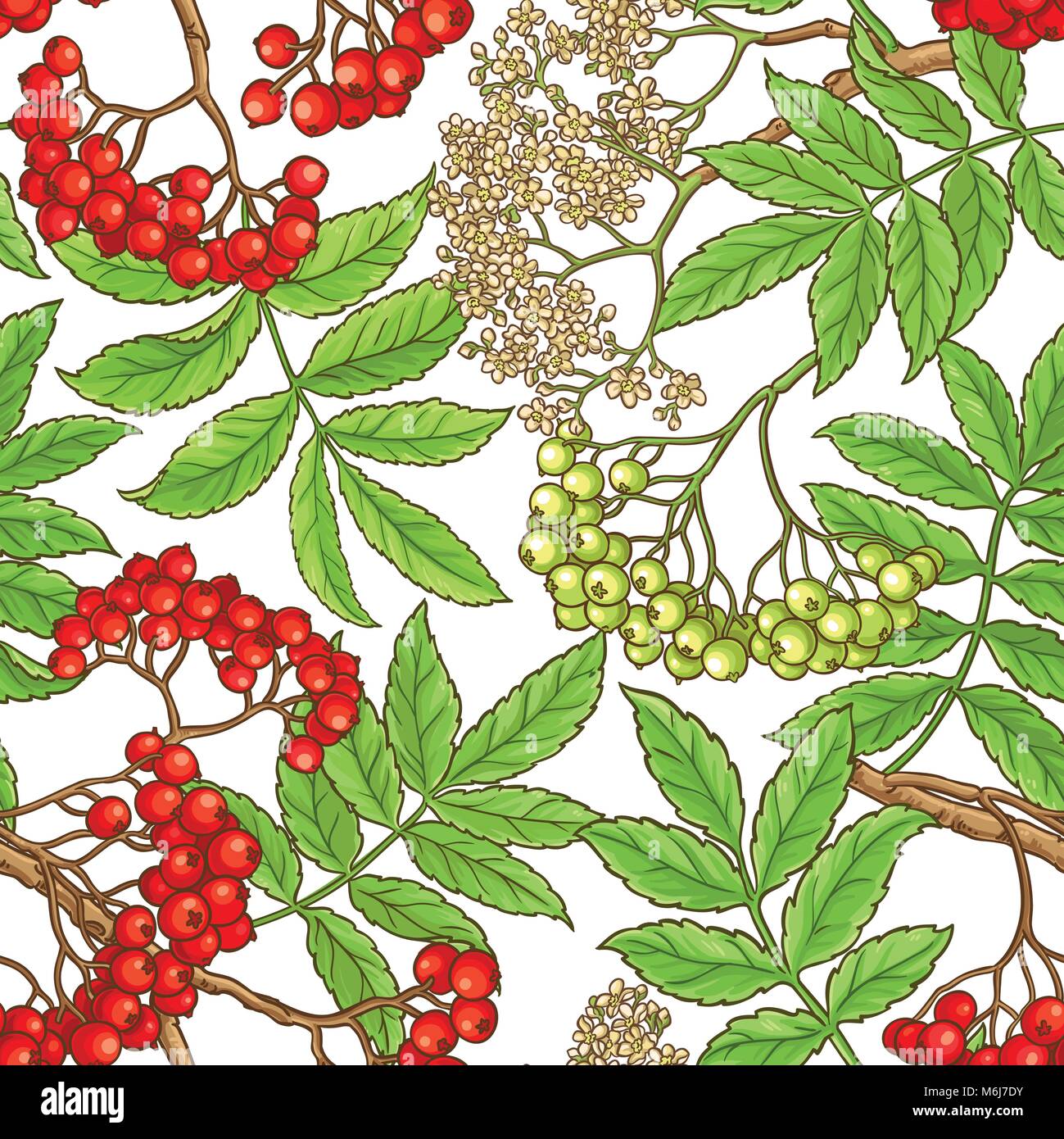 rowan branch vector pattern on white background Stock Vector Image ...