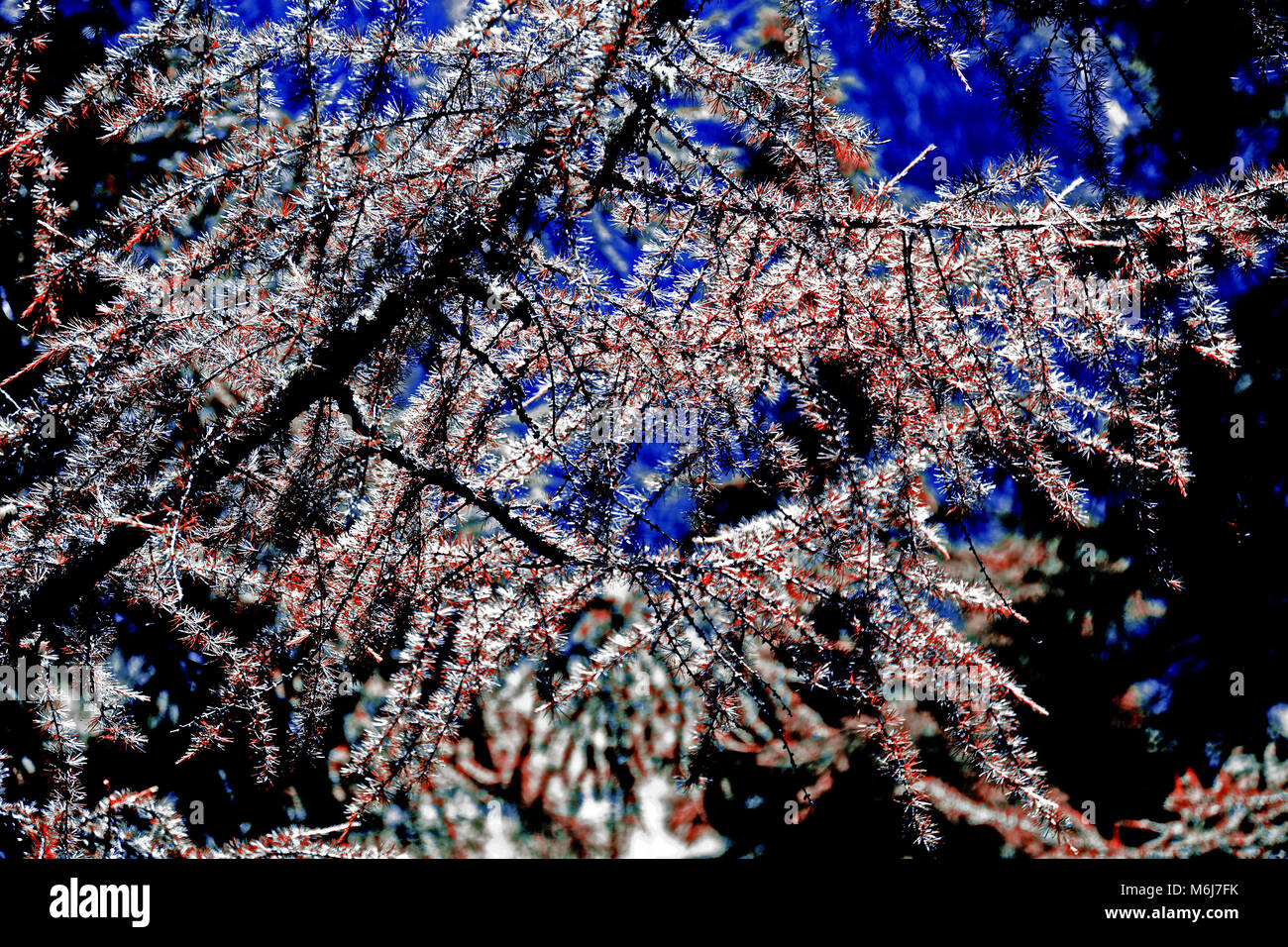 Amazing view of trees and branches in color infrared Stock Photo - Alamy