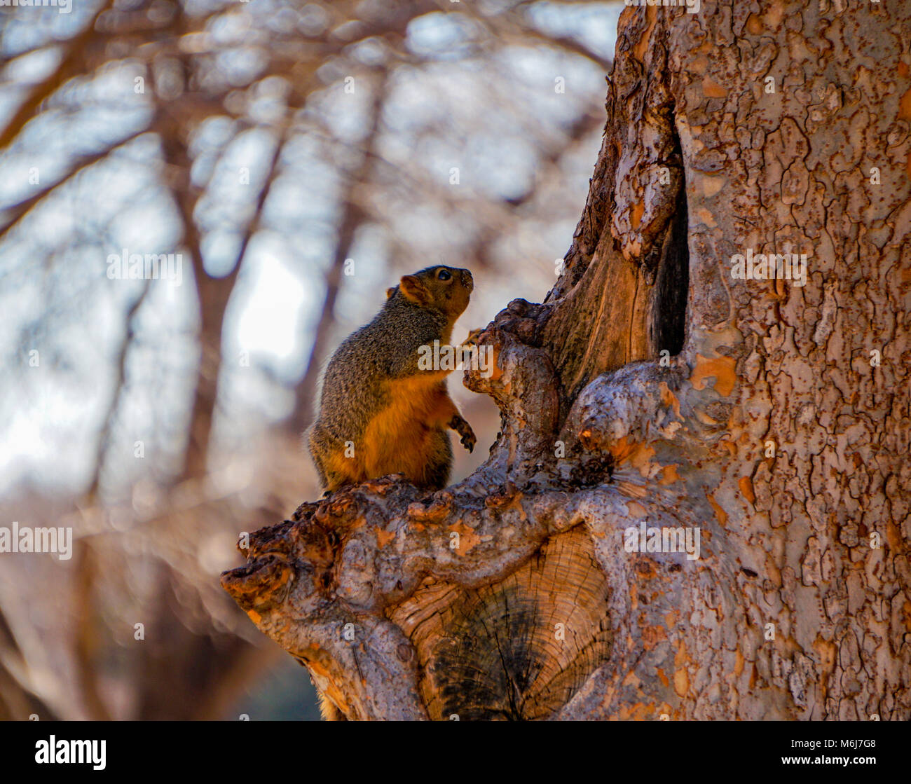 Fox squirrel hi-res stock photography and images - Alamy