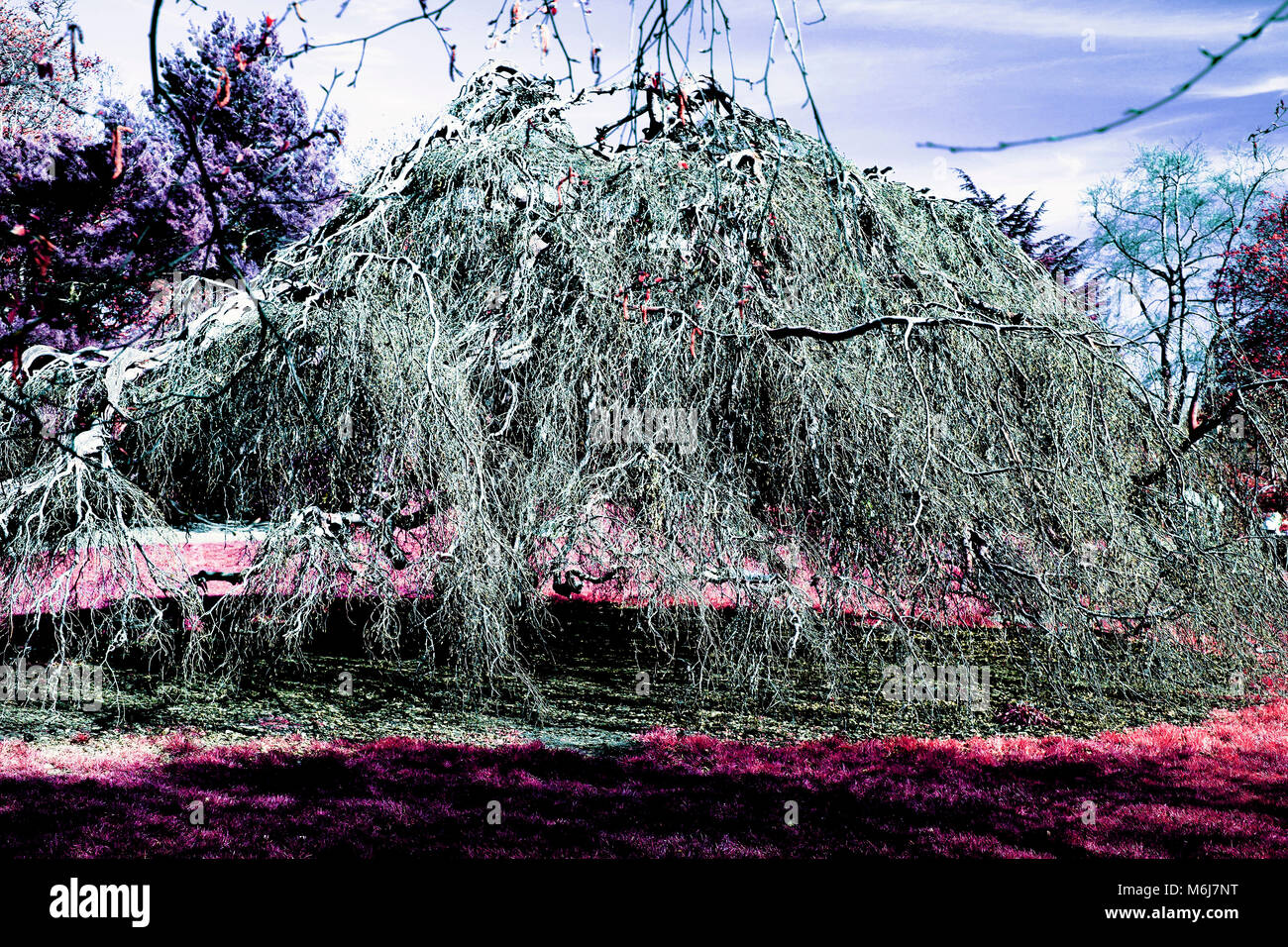 A view of a very exotic and rare tree in a park in color infrared Stock ...