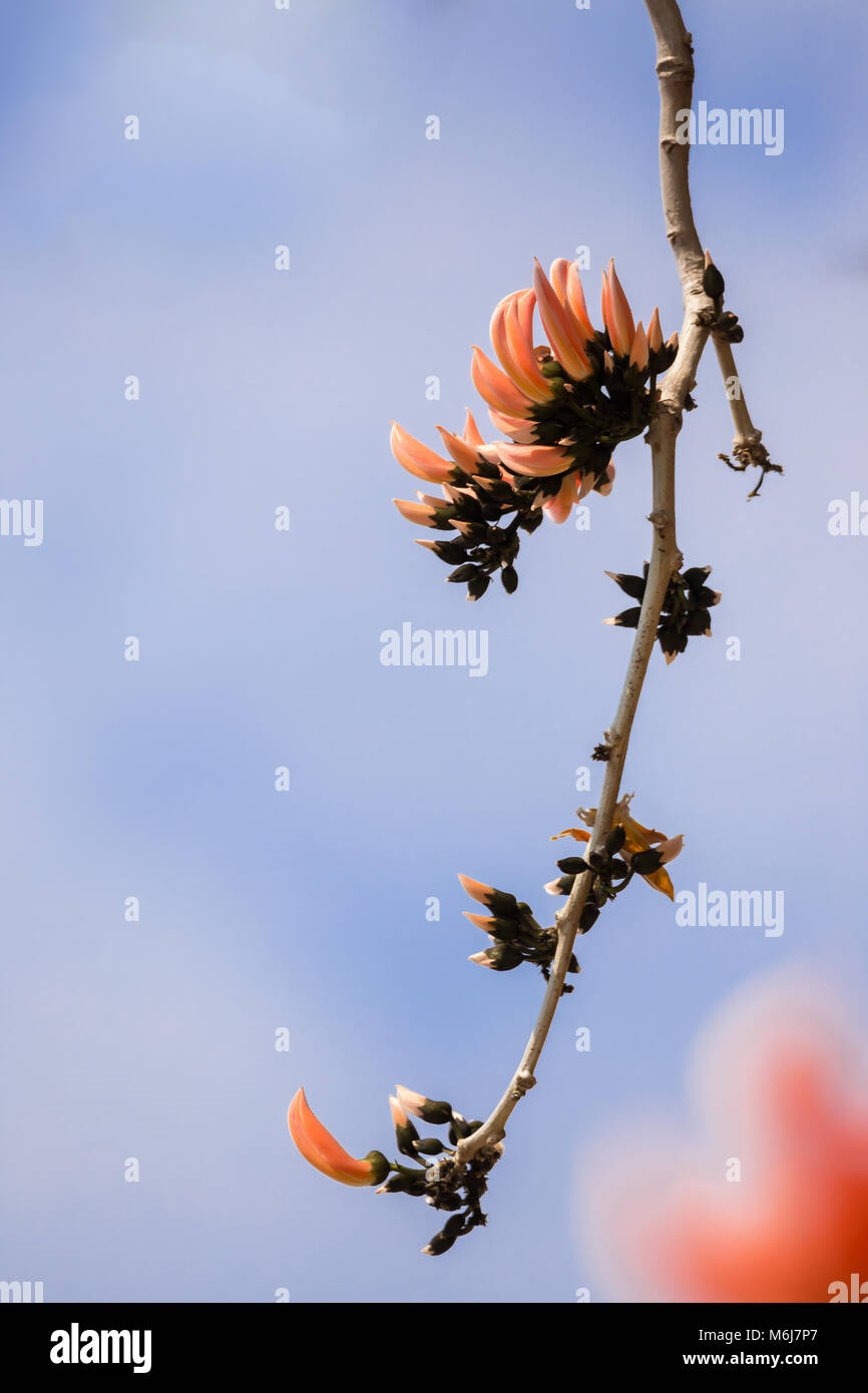 Butea monosperma is a species of Butea native to tropical and sub ...