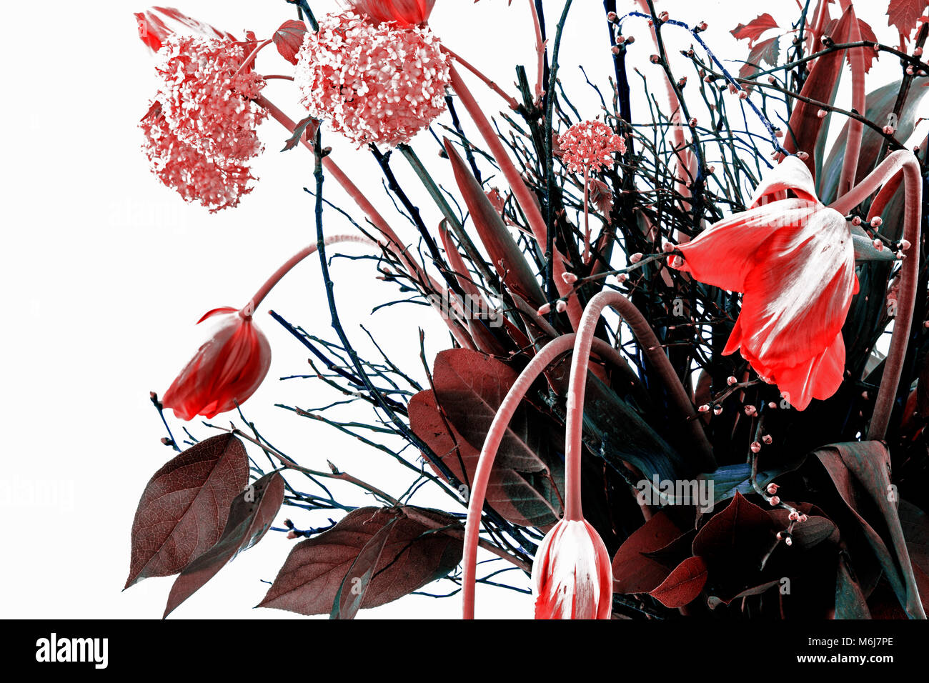 Infrared flower hi-res stock photography and images - Alamy