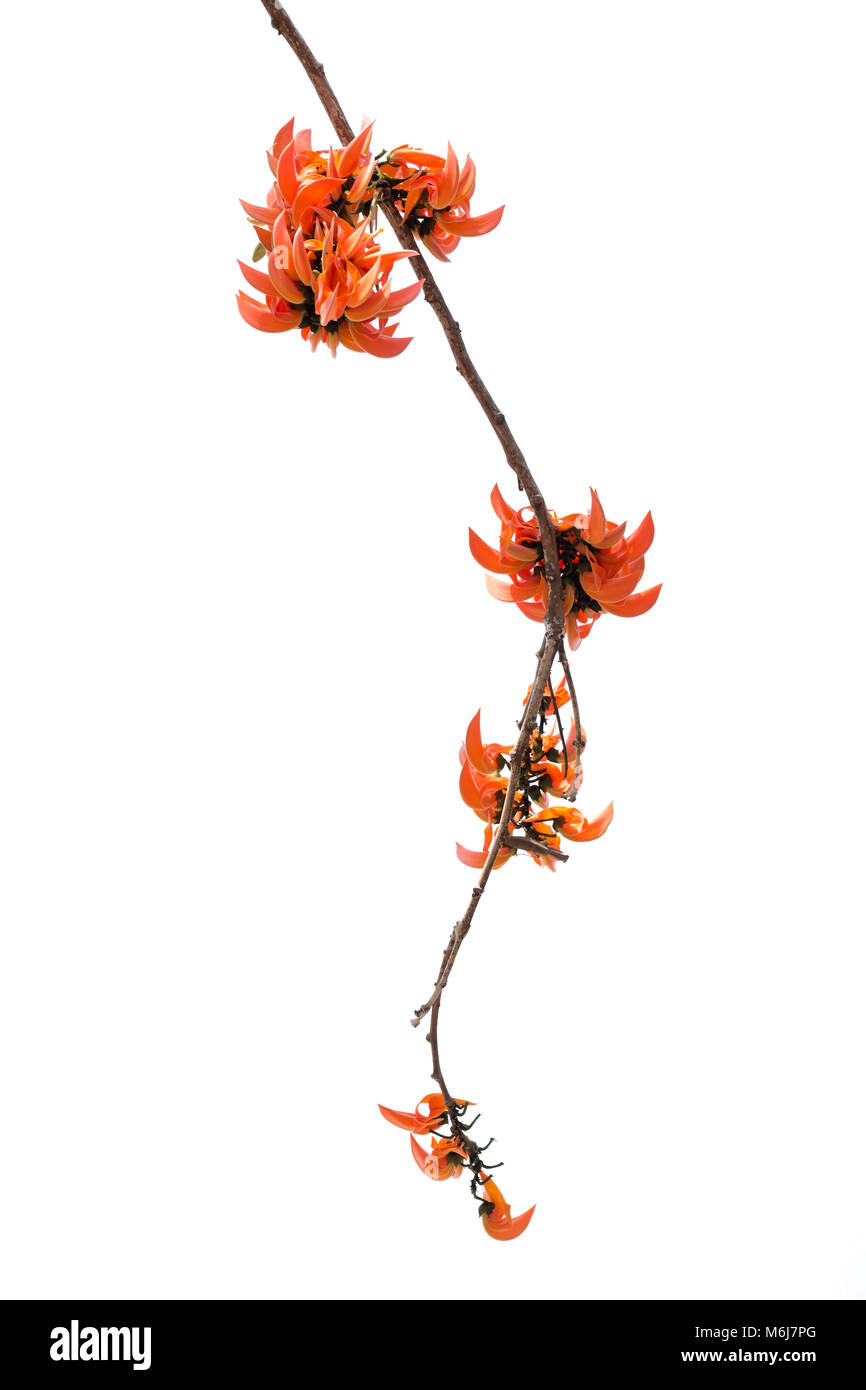 Butea monosperma is a species of Butea native to tropical and sub ...