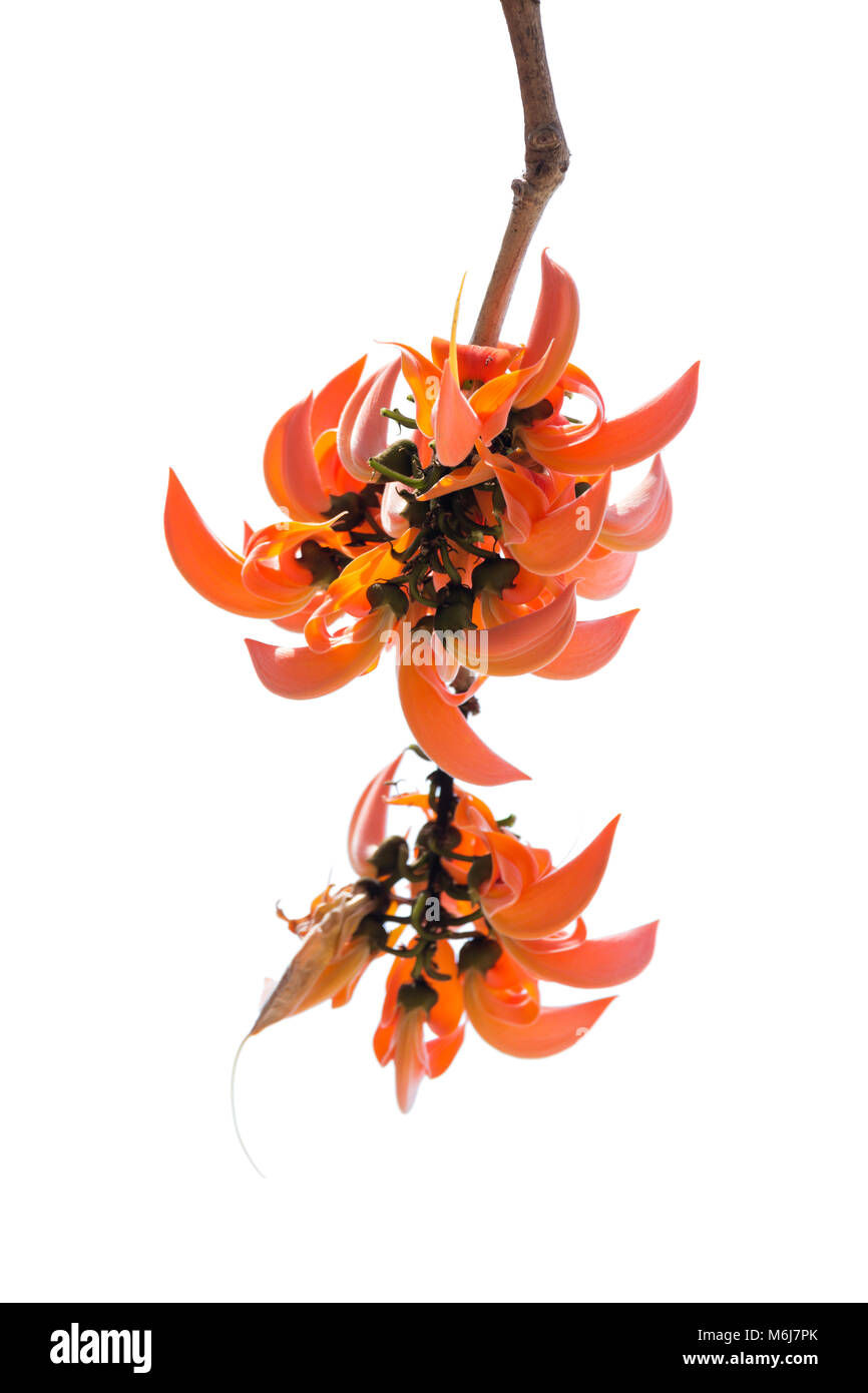 Indian sub species Cut Out Stock Images & Pictures - Alamy