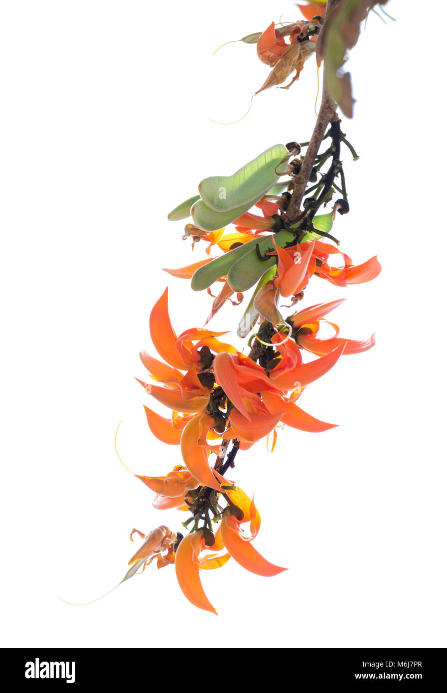 Butea monosperma is a species of Butea native to tropical and sub ...