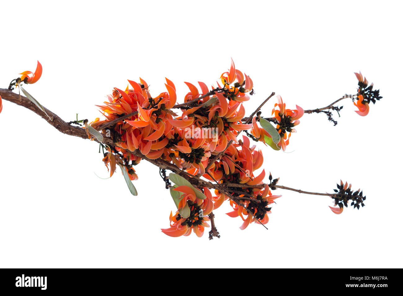 Butea monosperma is a species of Butea native to tropical and sub ...