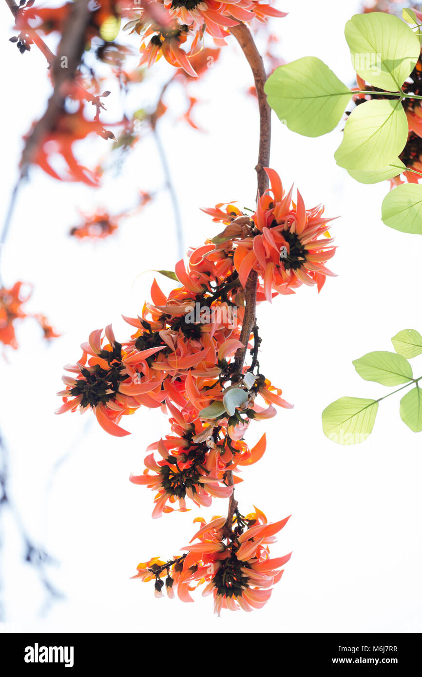 Butea monosperma is a species of Butea native to tropical and sub ...