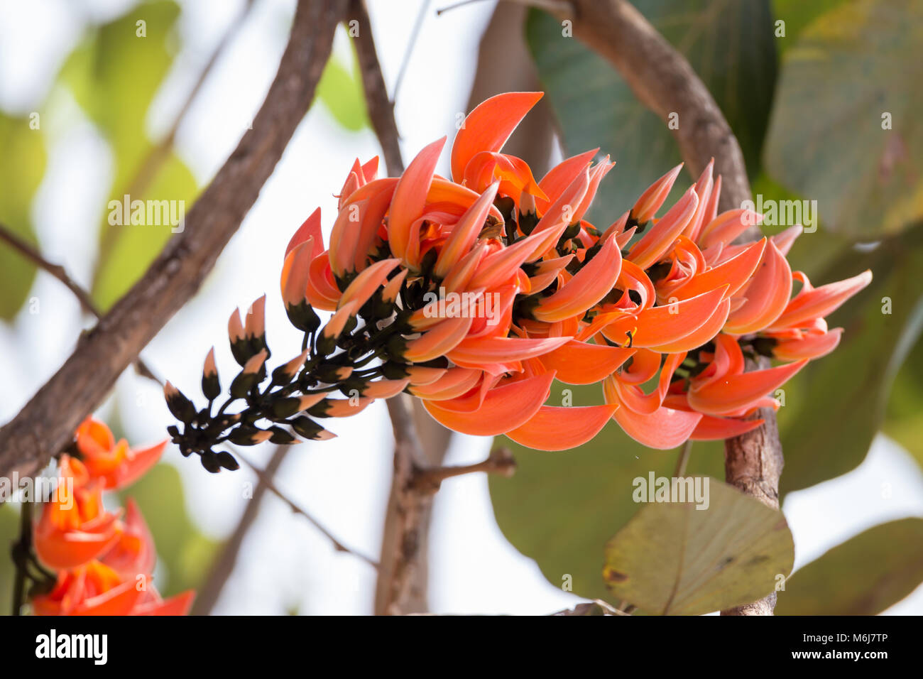 Butea monosperma is a species of Butea native to tropical and sub ...