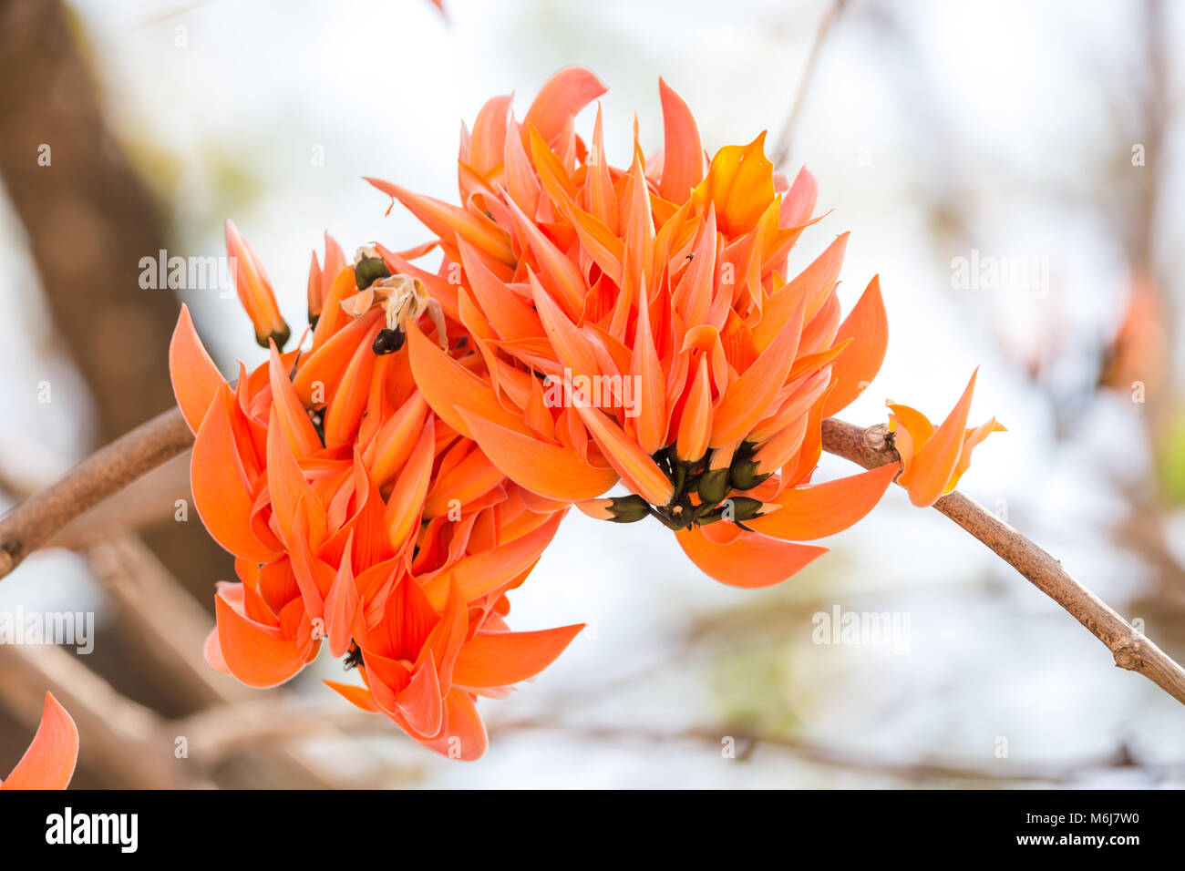Butea monosperma is a species of Butea native to tropical and sub ...