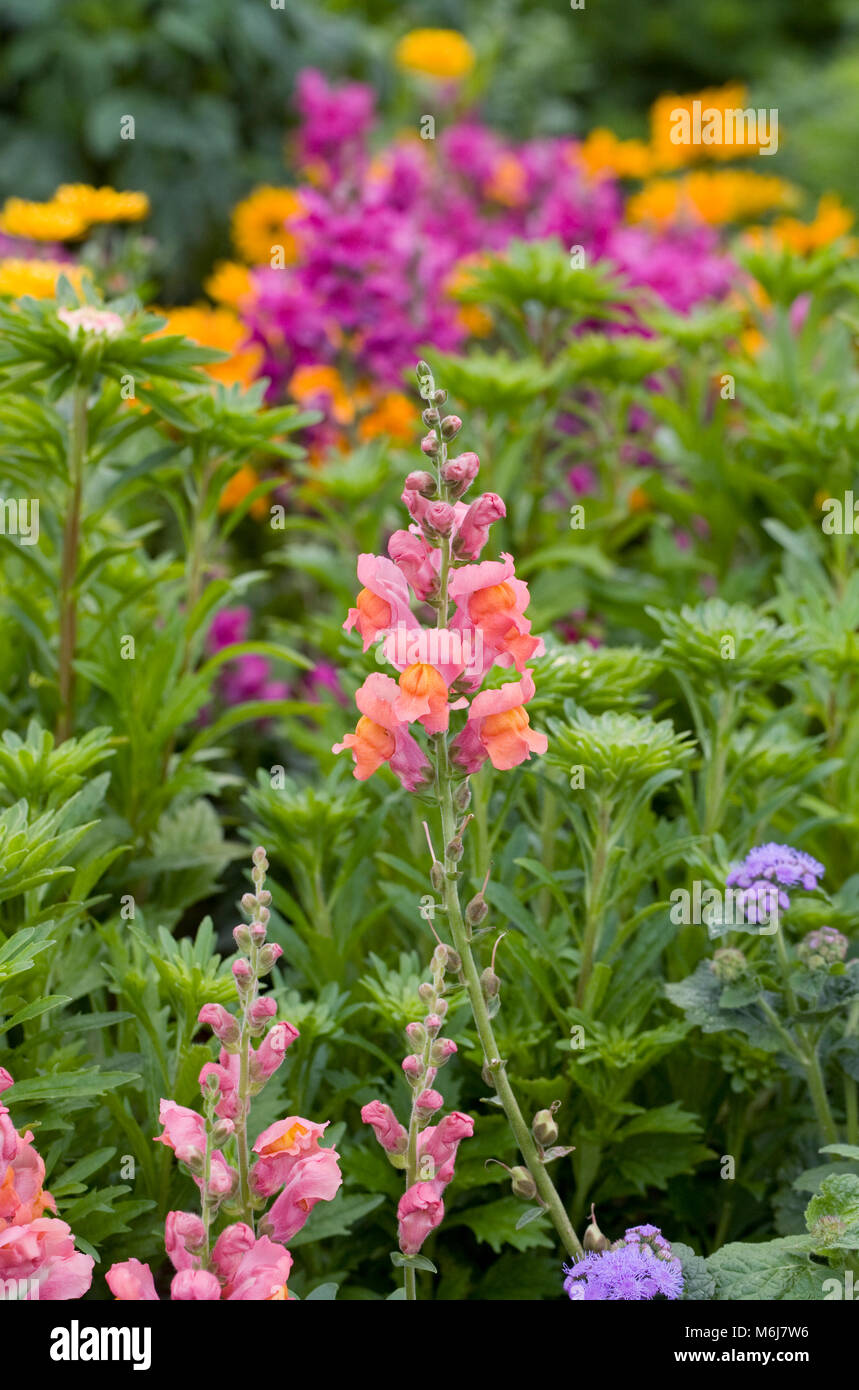 Antirrhinum majus. Snapdragon flowers Stock Photo - Alamy