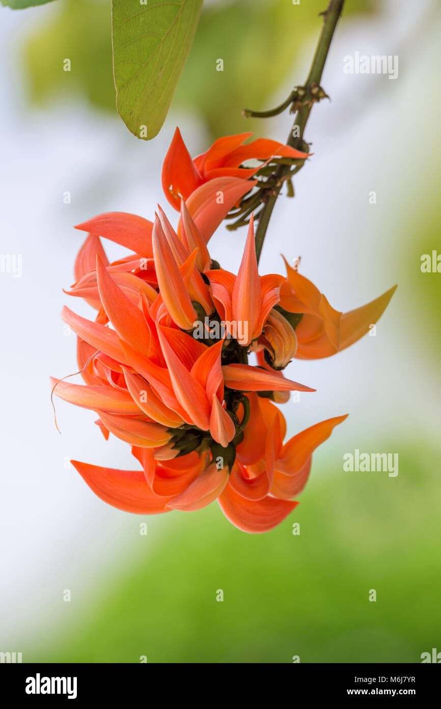 Butea monosperma is a species of Butea native to tropical and sub ...