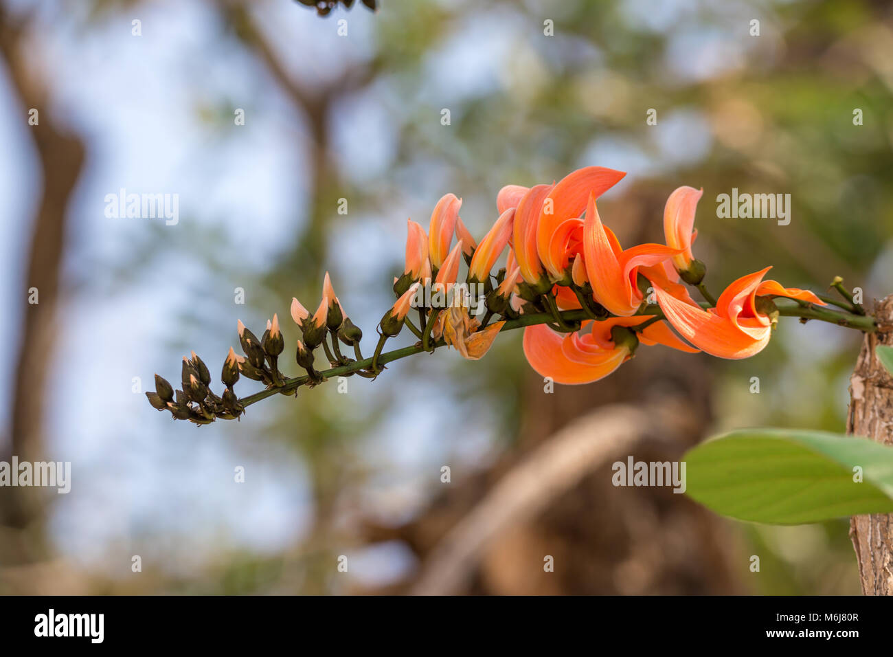 Butea monosperma is a species of Butea native to tropical and sub ...