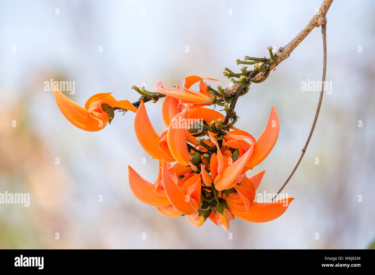 Butea monosperma is a species of Butea native to tropical and sub ...