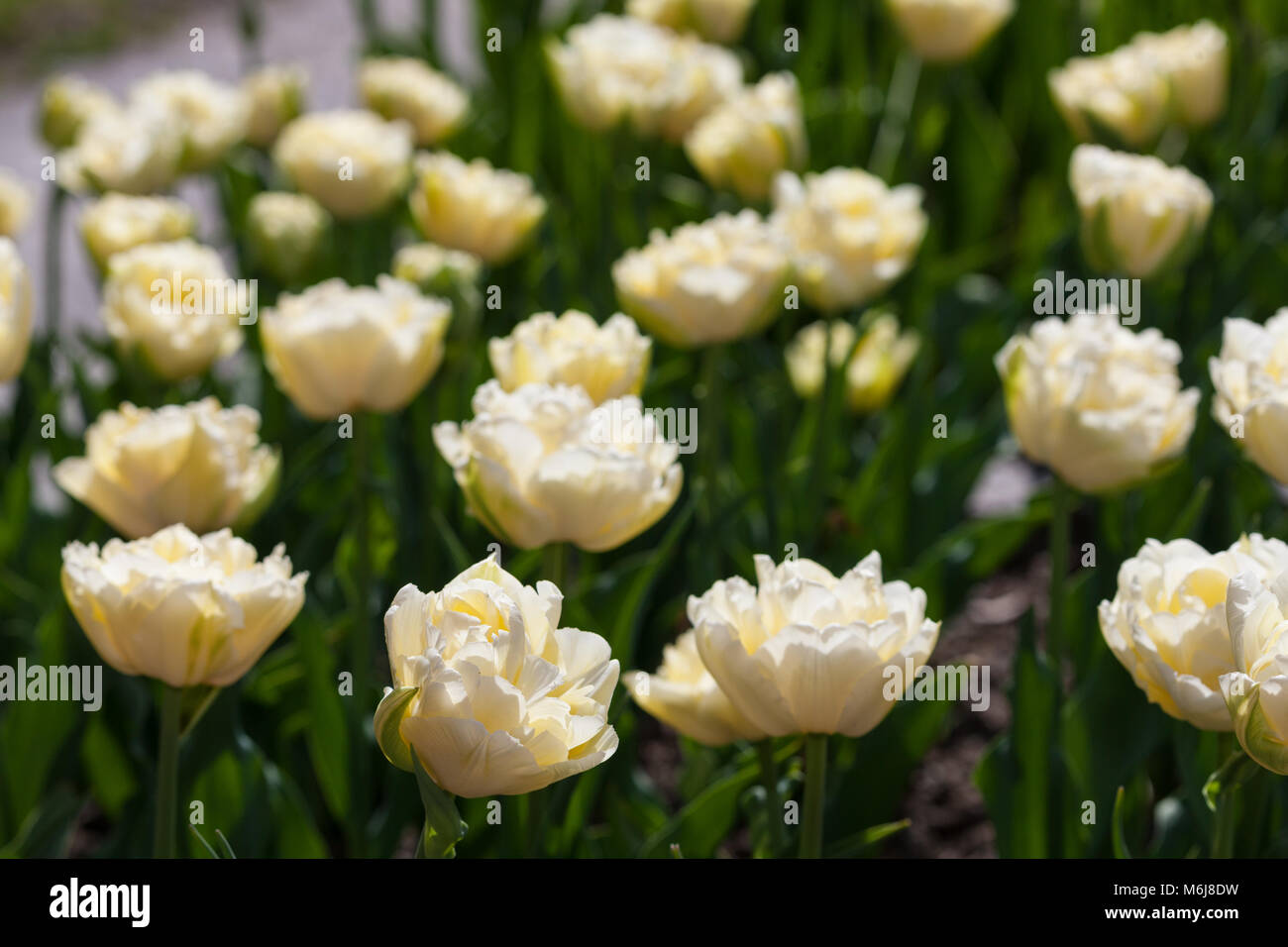 'Verona' Double Early Tulip, Tidig fylld tulpan (Tulipa gesneriana ...