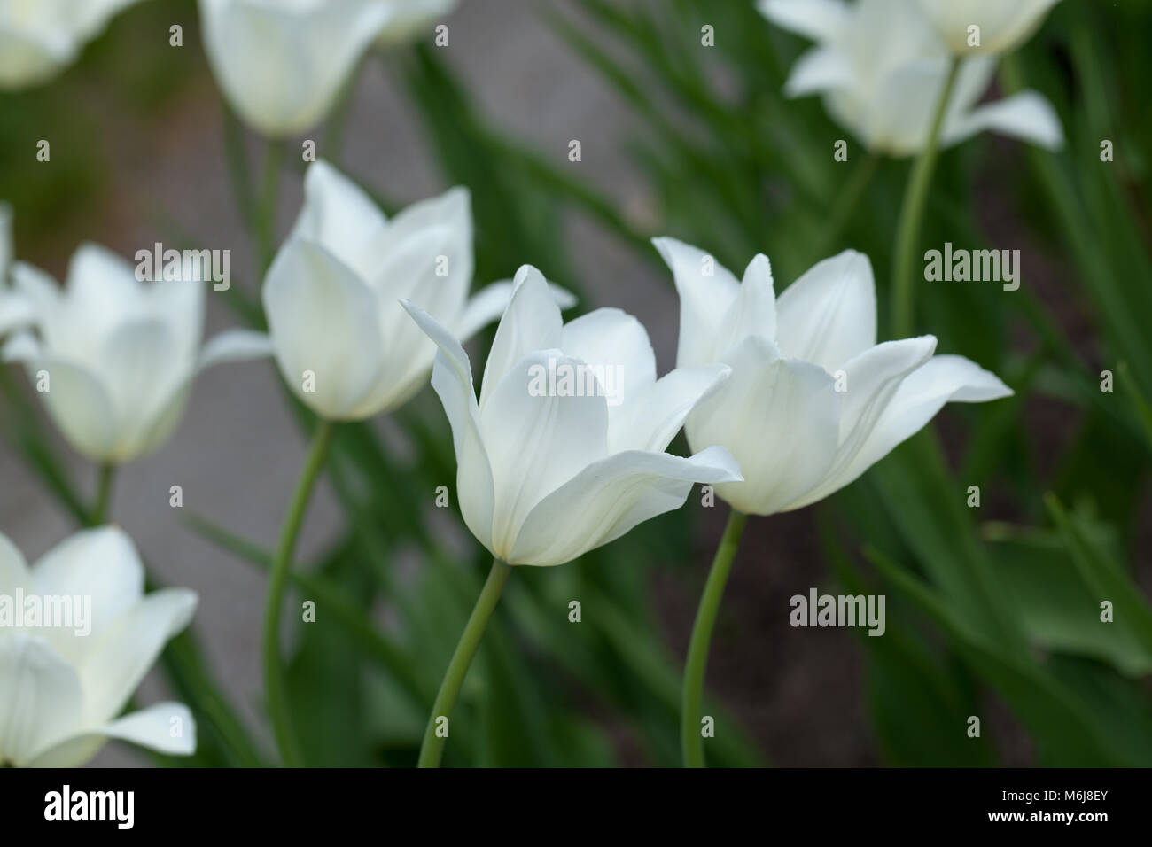 'White Triumphator' Lily Flowered Tulip, Liljetulpan (Tulipa gesneriana ...