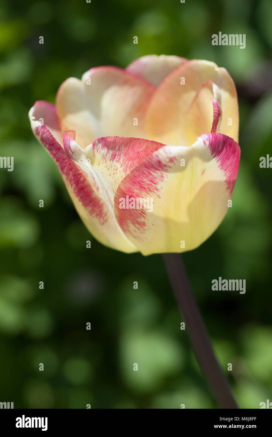 'Shirley' Triumph Tulip, Triumftulpan (Tulipa gesneriana Stock Photo ...