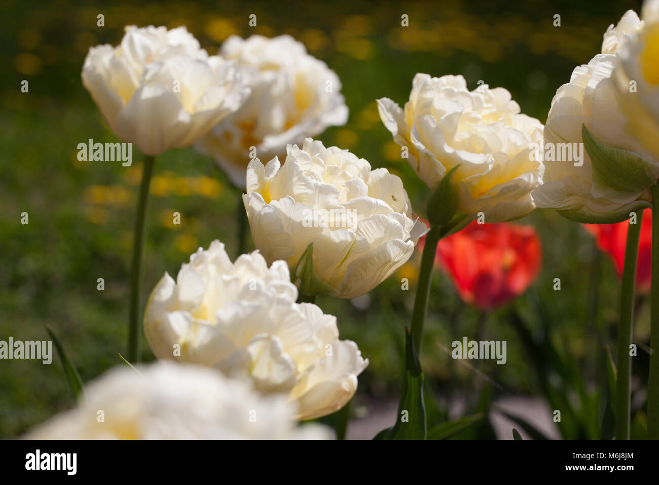 'Verona' Double Early Tulip, Tidig fylld tulpan (Tulipa gesneriana ...