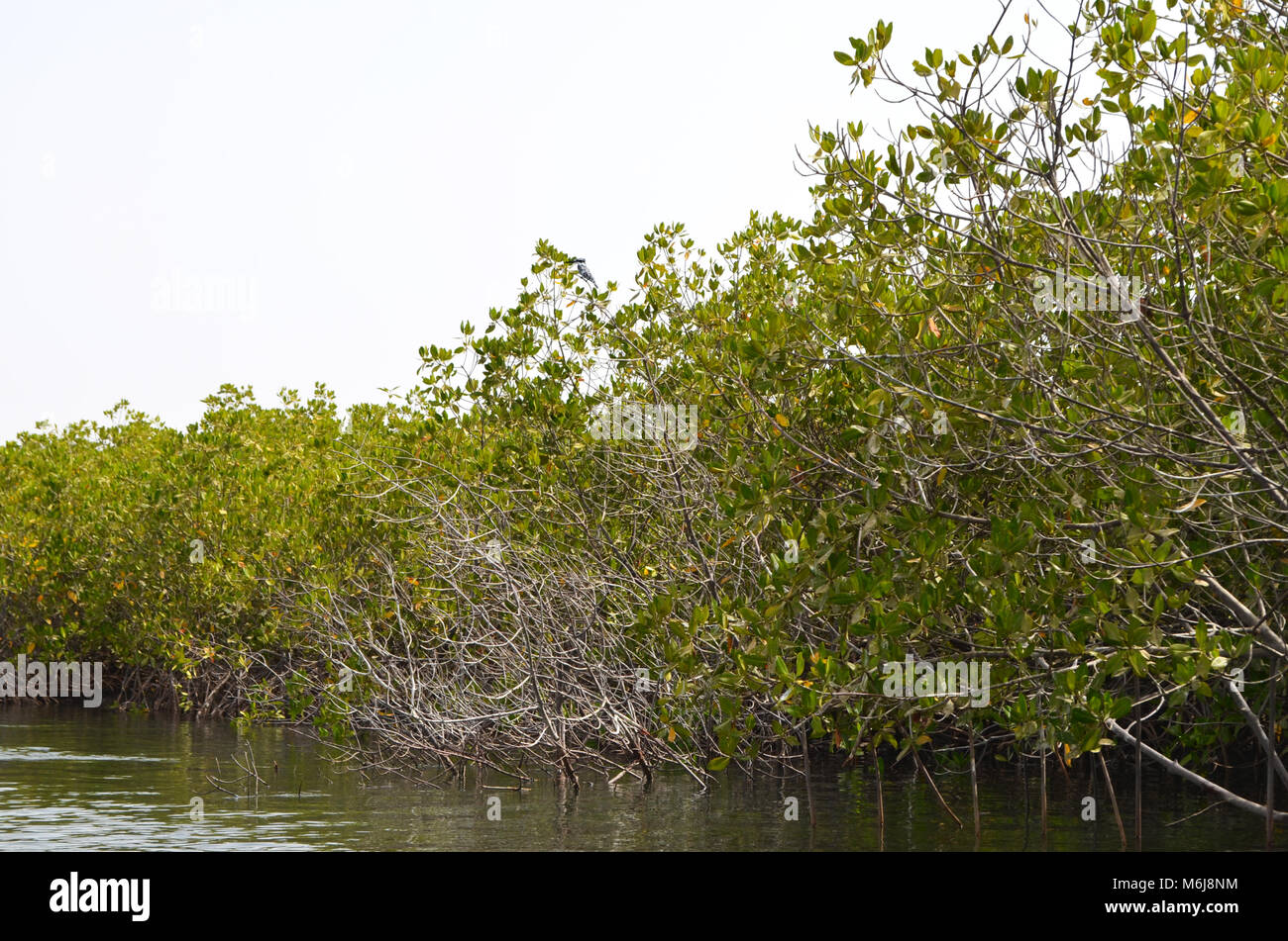 Mangrove forests in the Saloum river Delta area, Senegal, West Africa ...