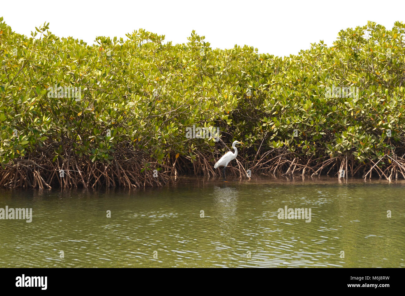 Senegal saloum river delta mangrove hi-res stock photography and images ...