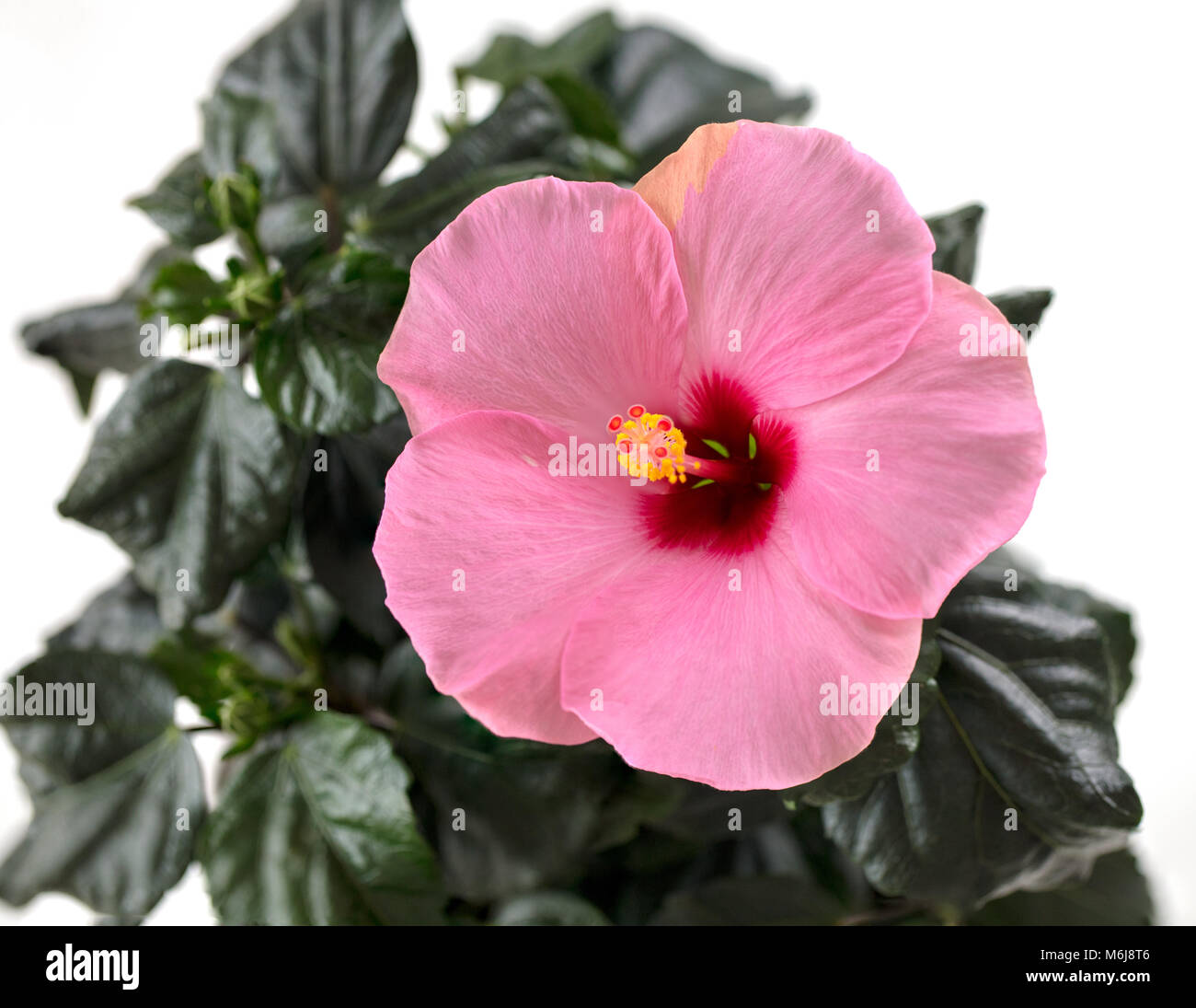Chinese hibiscus, Hibiskus (Hibiscus rosa-sinensis Stock Photo - Alamy