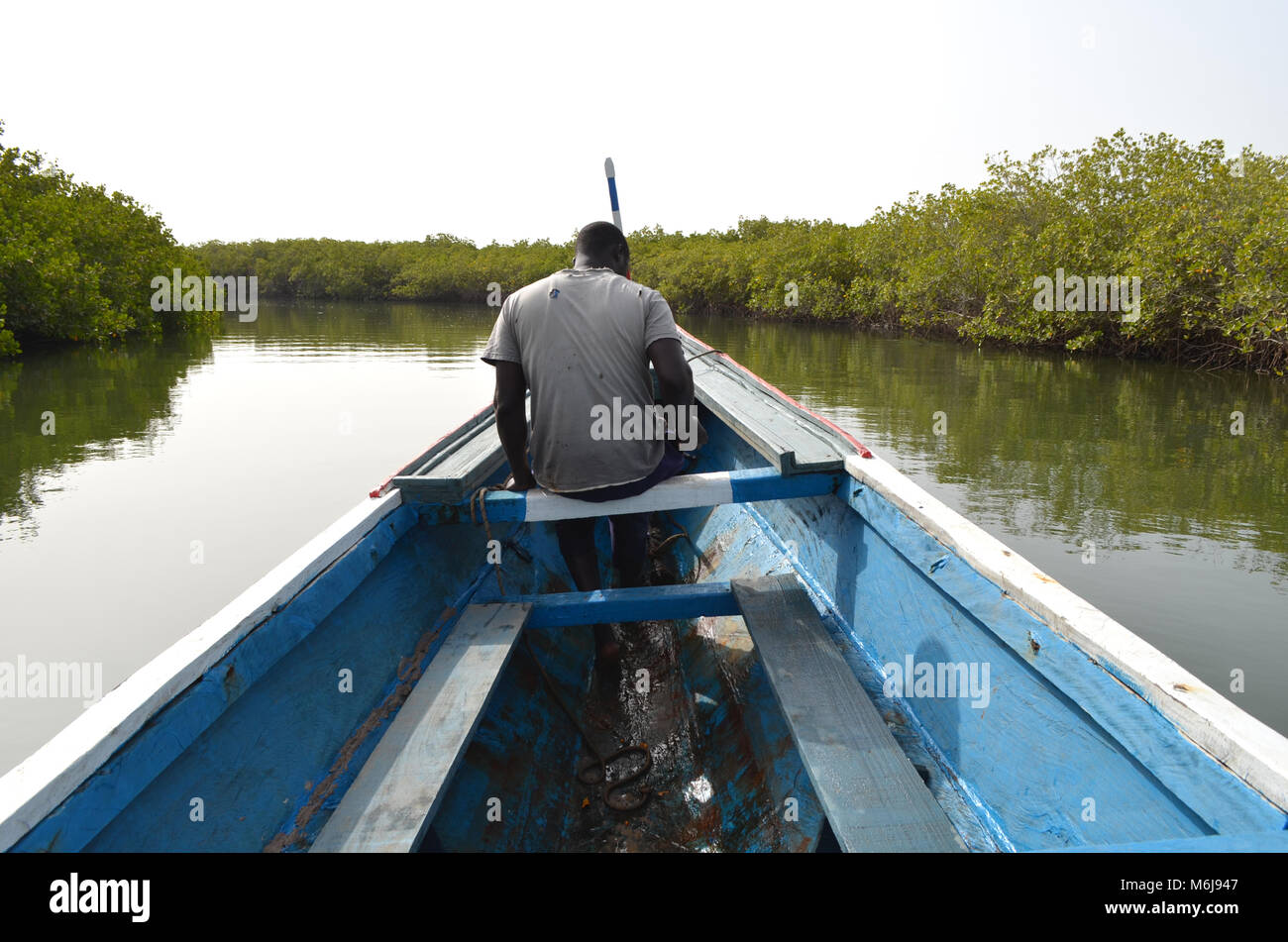 Mangrove forests in the Saloum river Delta area, Senegal, West Africa ...