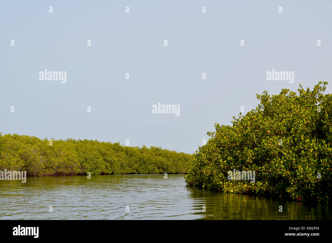 Mangrove forests in the Saloum river Delta area, Senegal, West Africa ...
