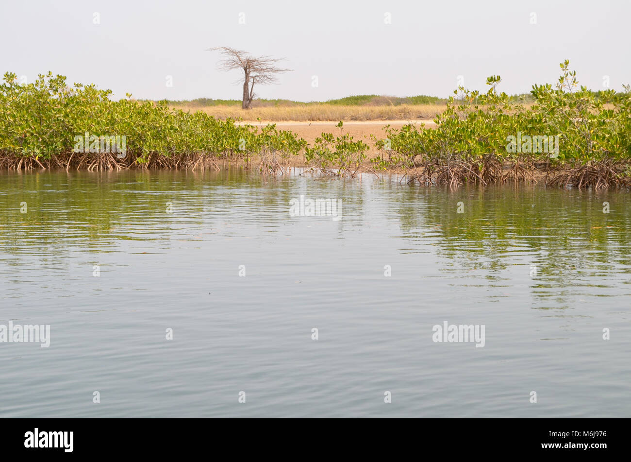 Trees in senegal west africa hi-res stock photography and images - Alamy
