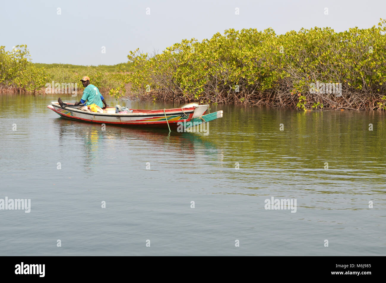 Mangrove forests in the Saloum river Delta area, Senegal, West Africa ...