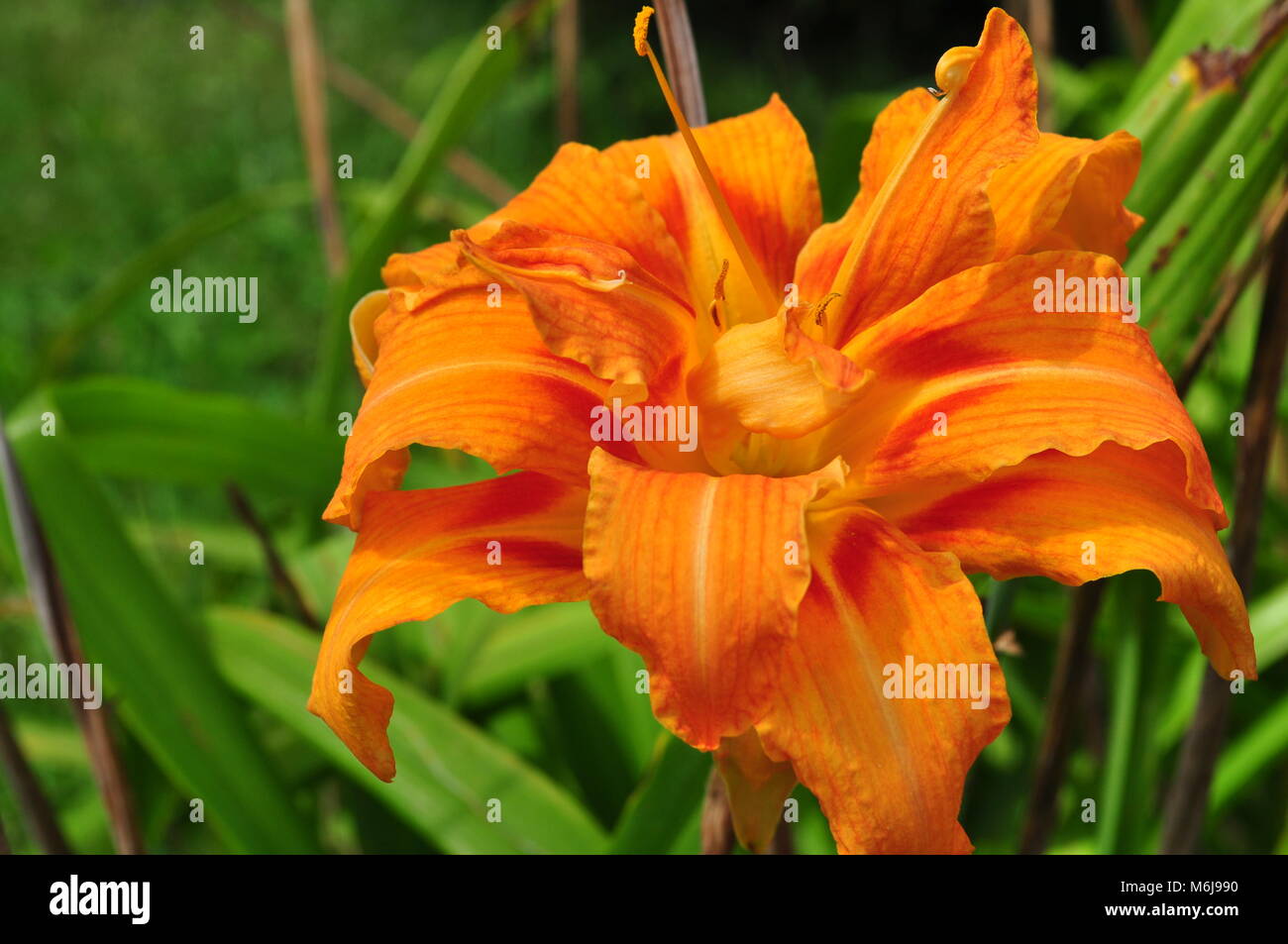 Fire Lilly High Resolution Stock Photography and Images - Alamy