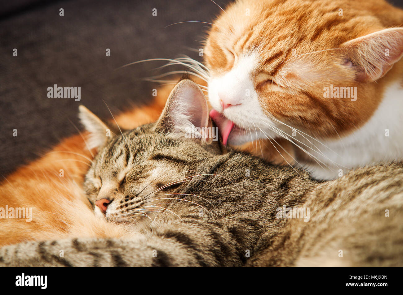 A large adult ginger cat grooming a young tabby Stock Photo - Alamy