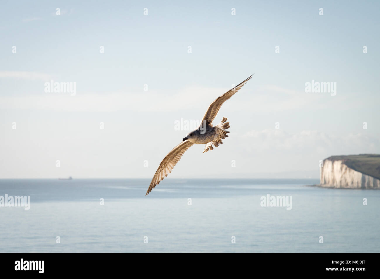 Seagull flying over Birling Gap, with the white cliffs of Hope Gapp ...
