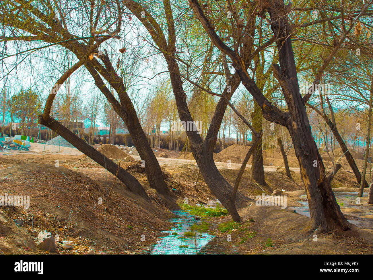 Planting big trees hi-res stock photography and images - Alamy