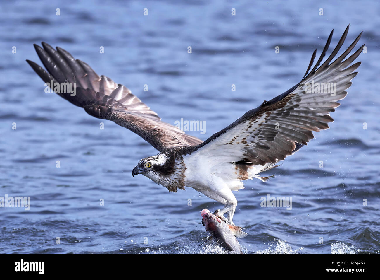 Osprey in flight with a fish in its claws and water in the background ...