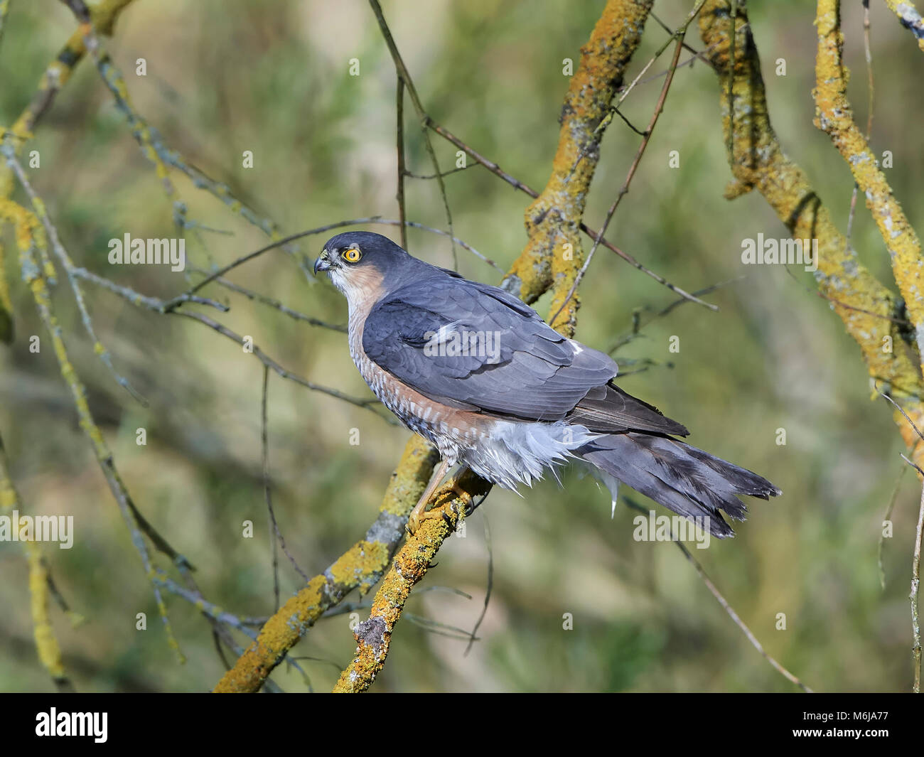 Eurasian sparrowhawk resting on a branch in its habitat Stock Photo - Alamy
