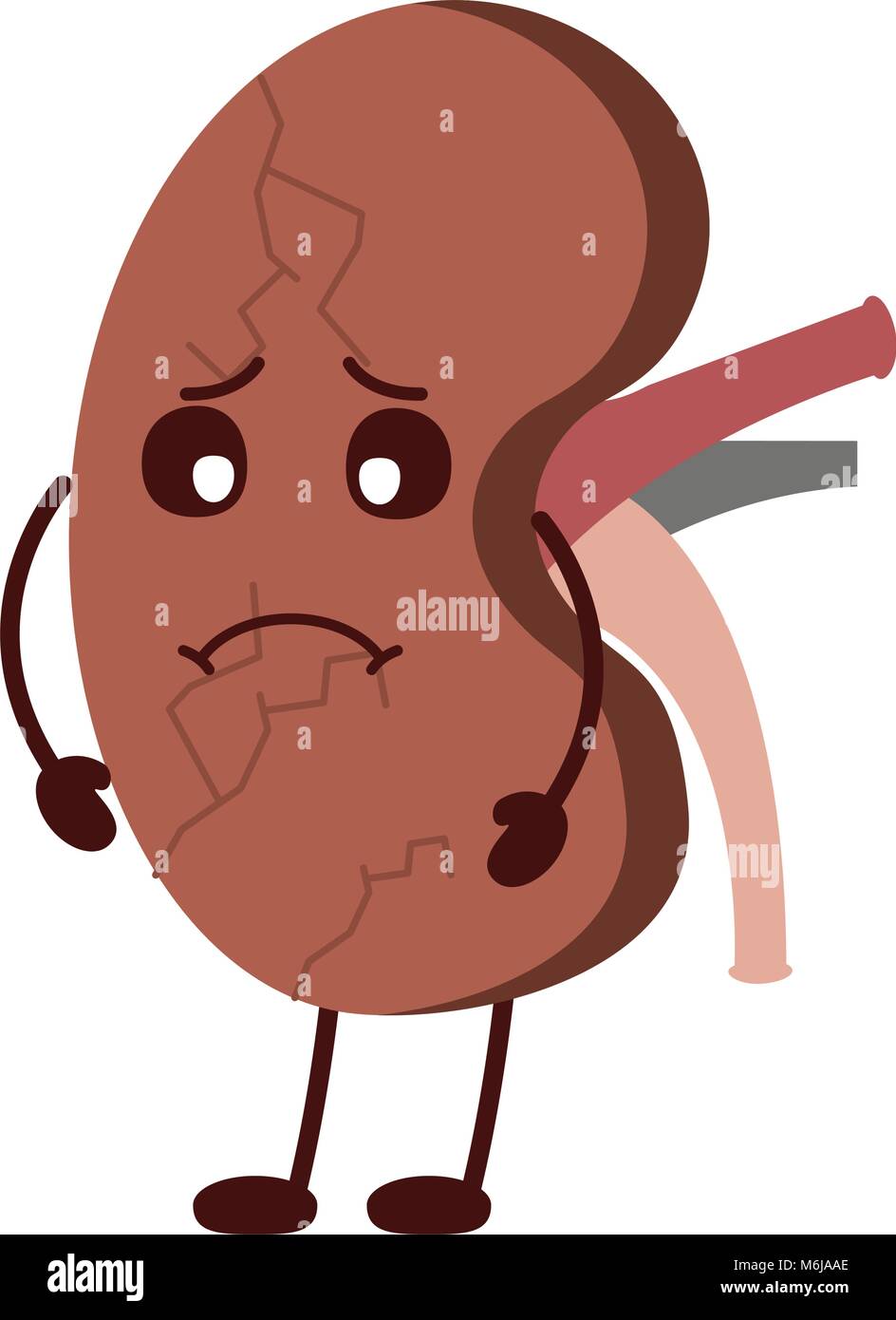 Cartoon Human Kidney