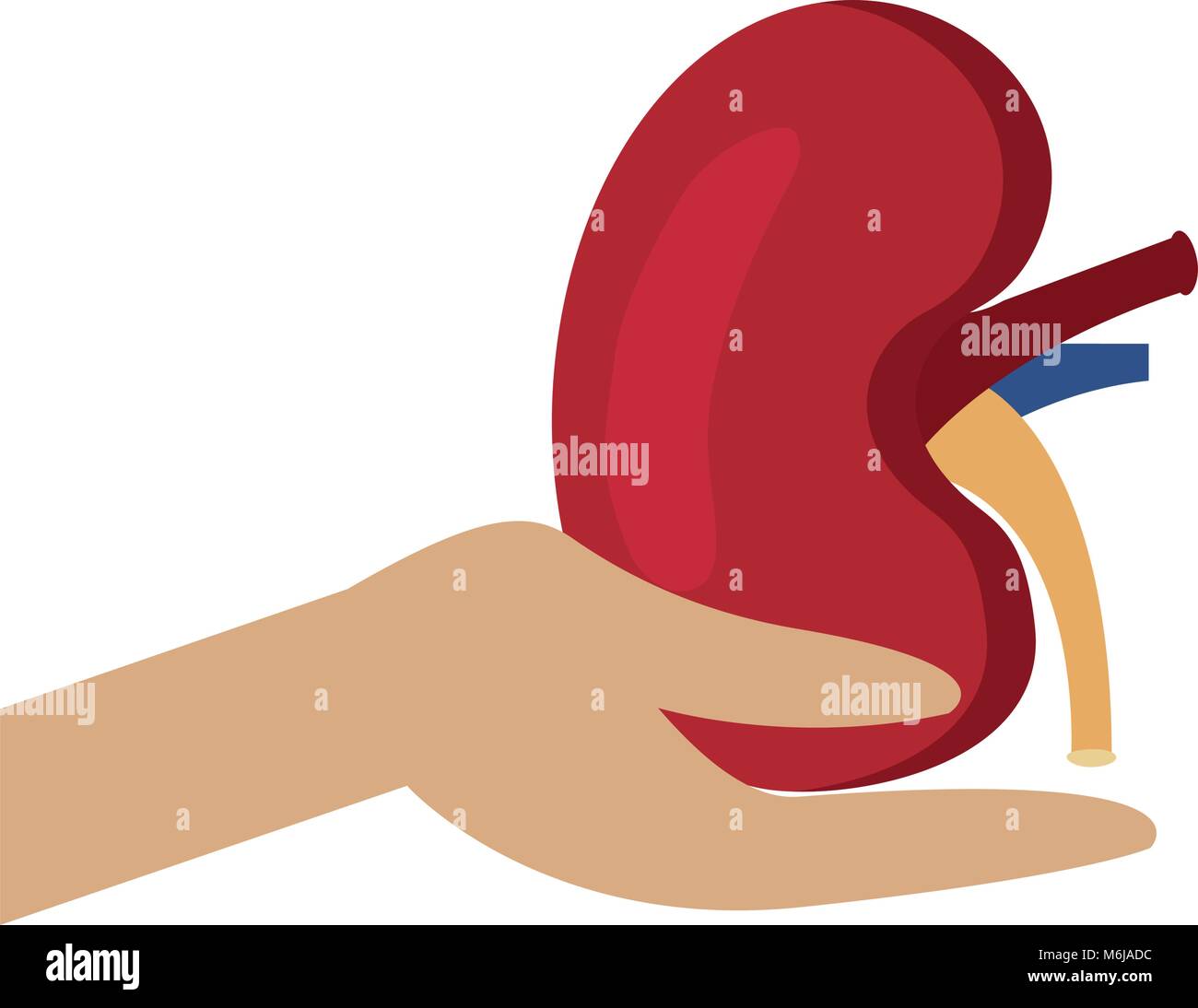 hand hold human kidney healthcare concept Stock Vector Image & Art - Alamy