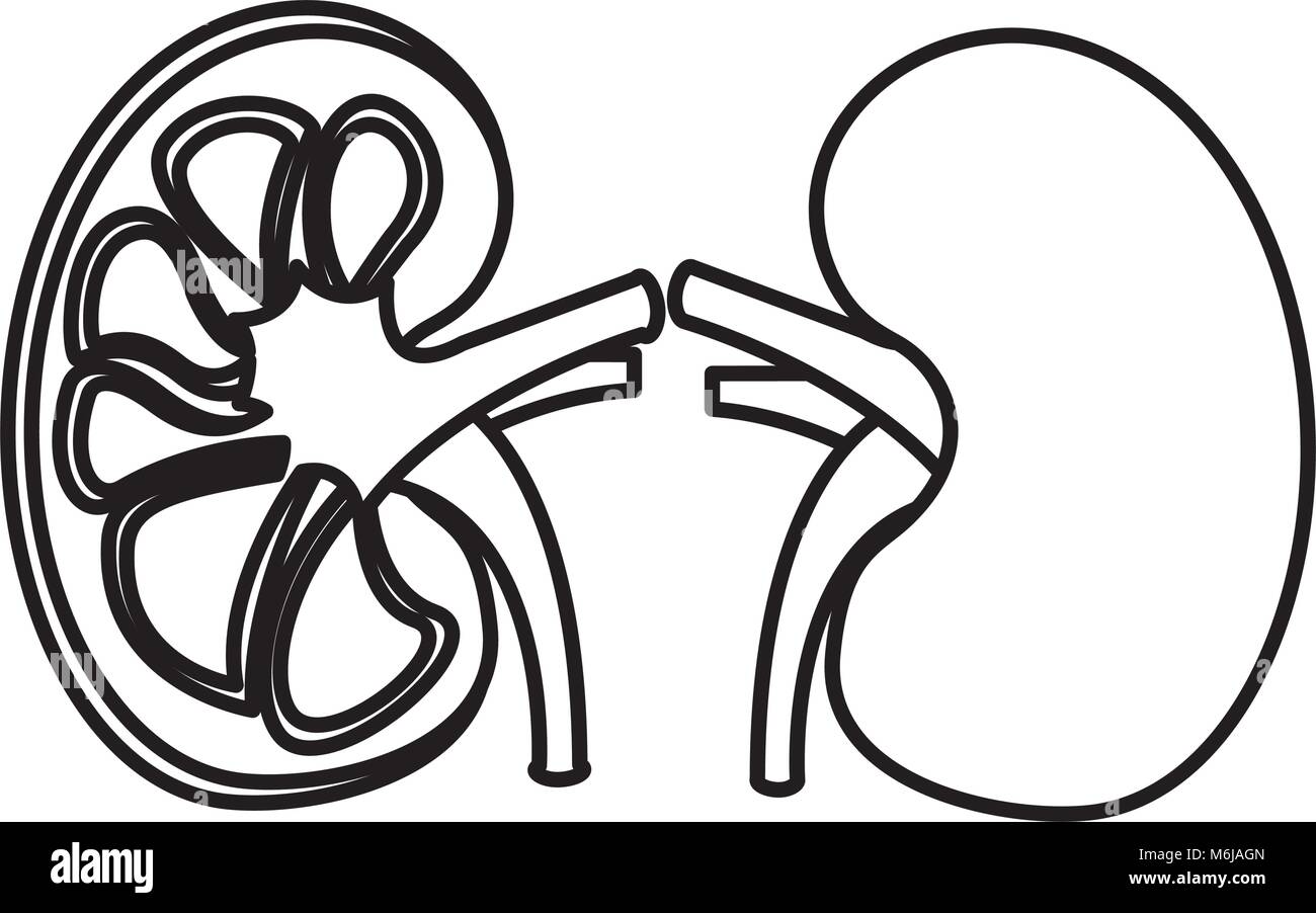Kidneys outline hi-res stock photography and images - Alamy