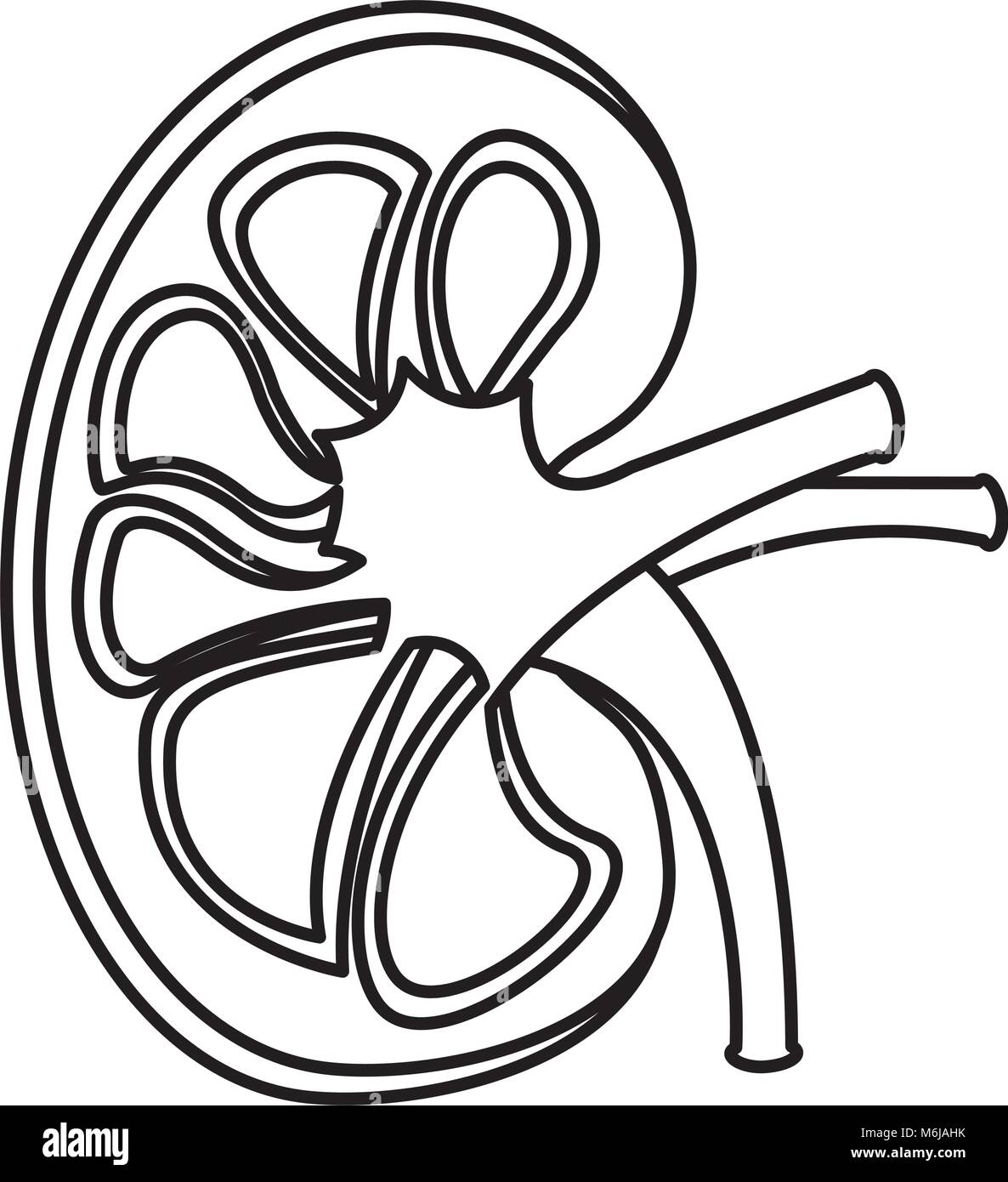 sick human kidney organ veins part icon Stock Vector Image & Art - Alamy