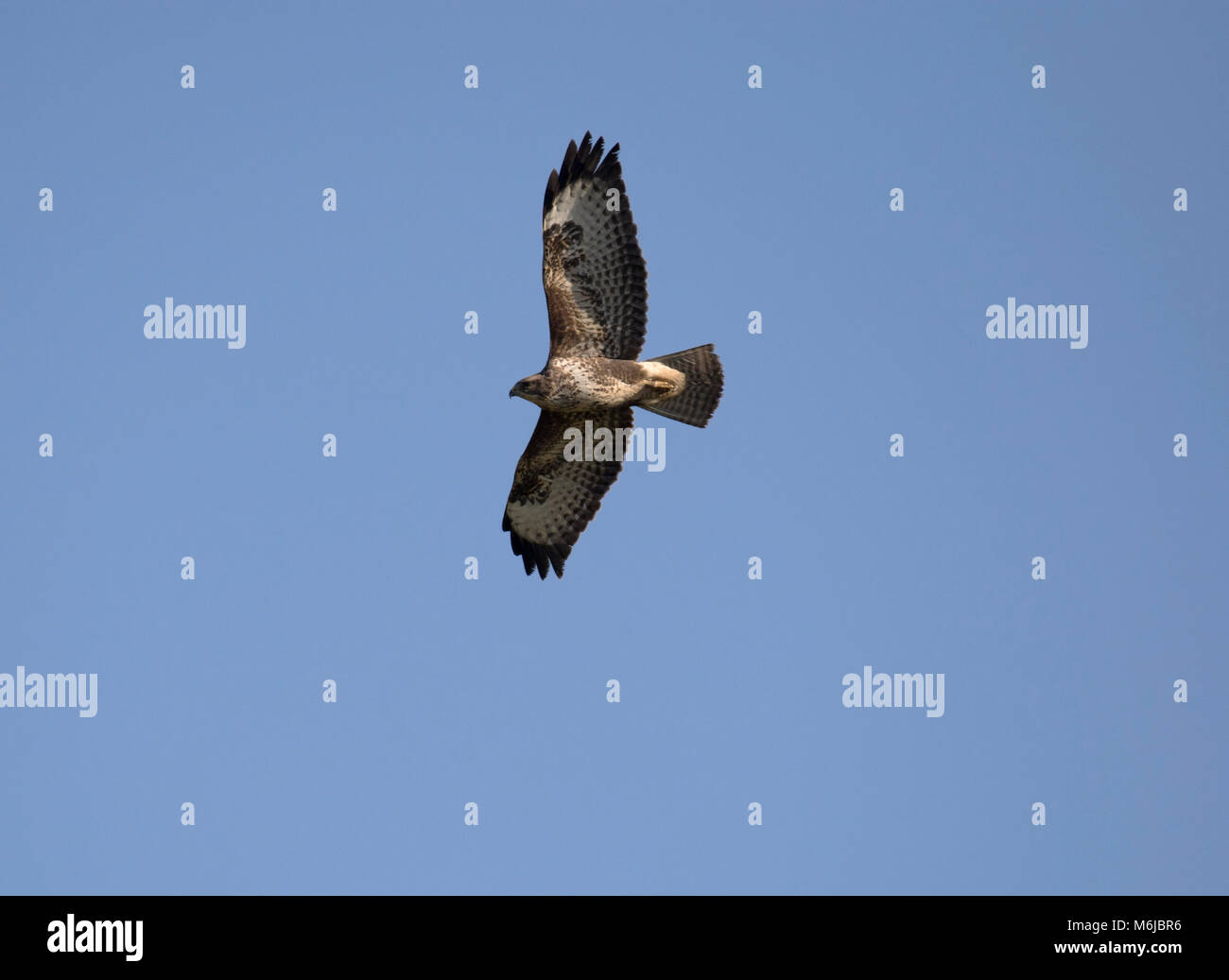 Eurasian buzzards hi-res stock photography and images - Alamy