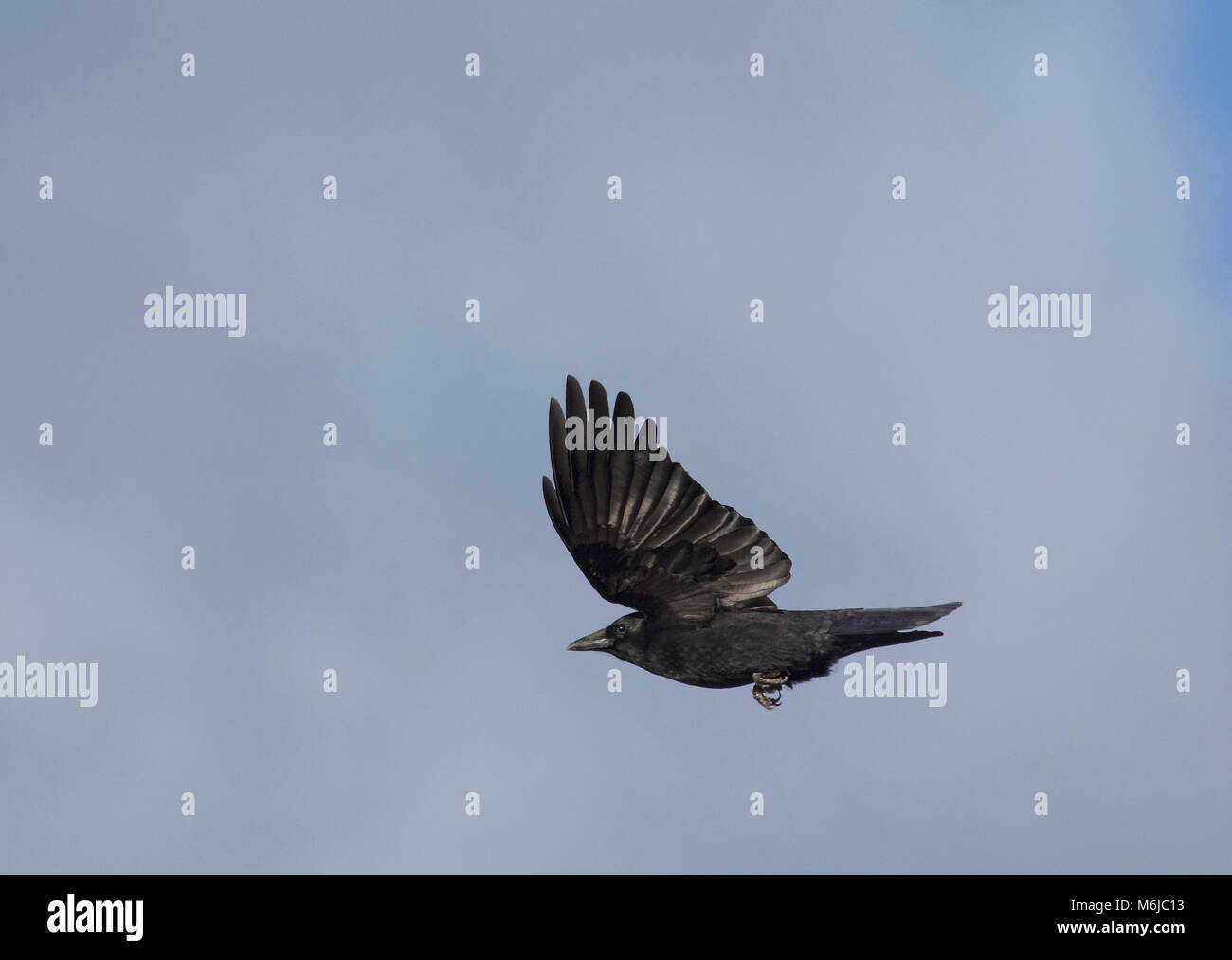 Carrion crow flying uk hi-res stock photography and images - Alamy