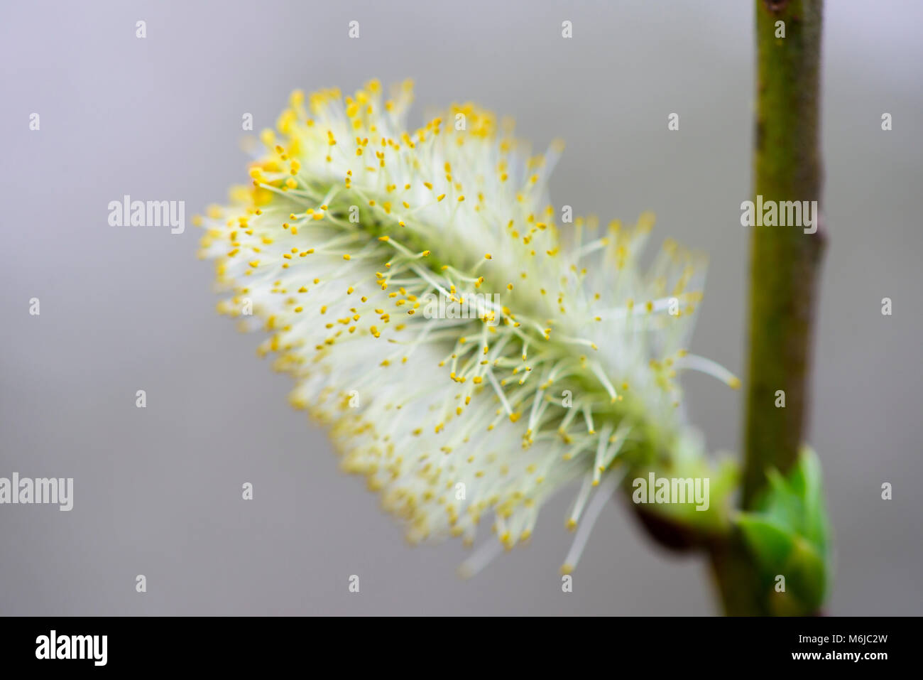 blooming willow catkin with pollen Stock Photo - Alamy