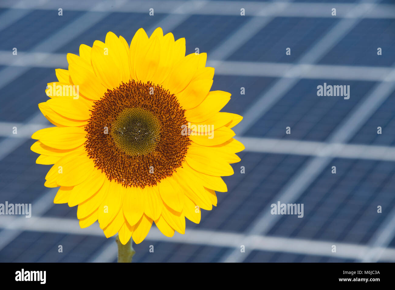 sunflower and solar panel of electric power station as symbol for ...